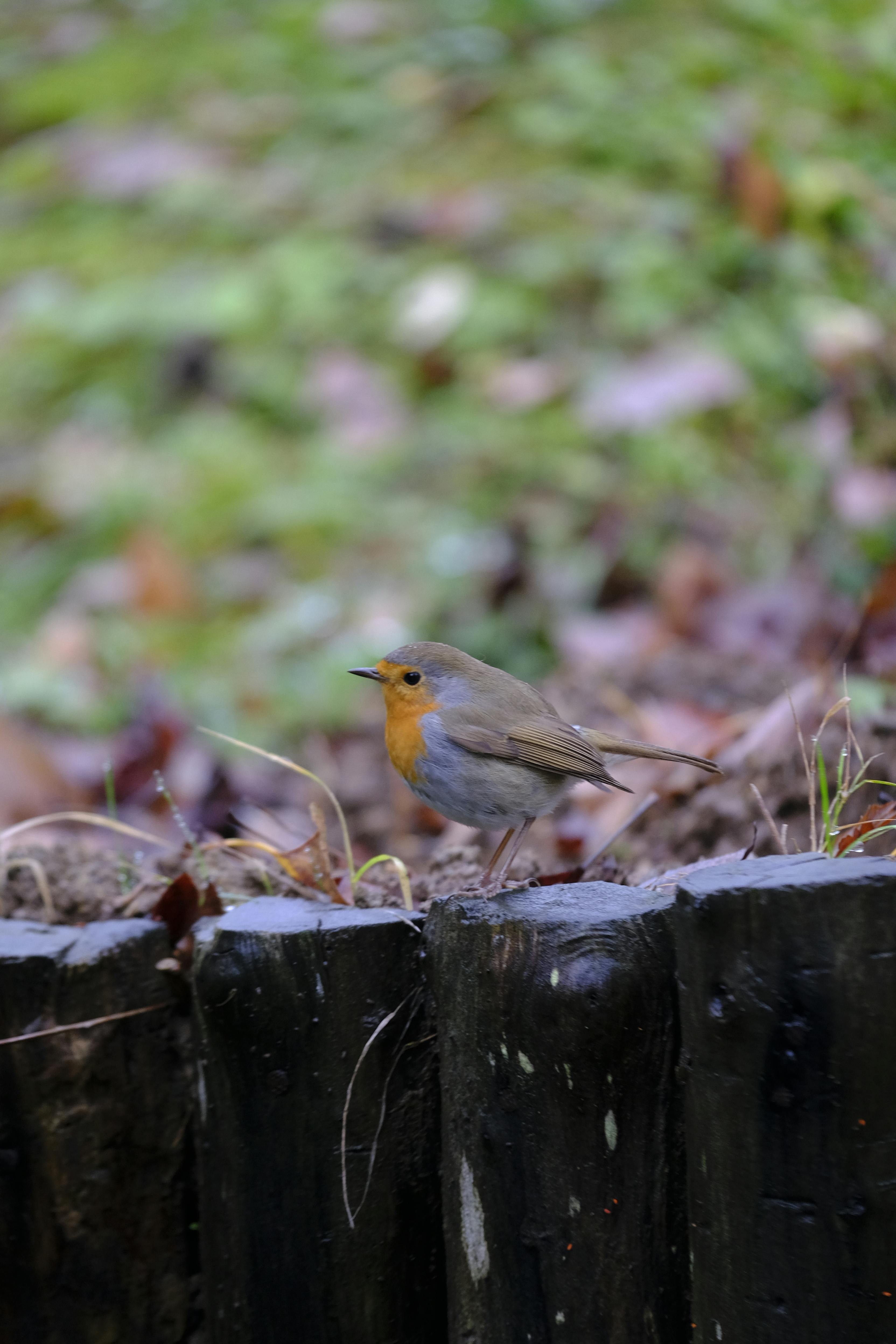 Robin Standing on Wooden Post · Free Stock Photo