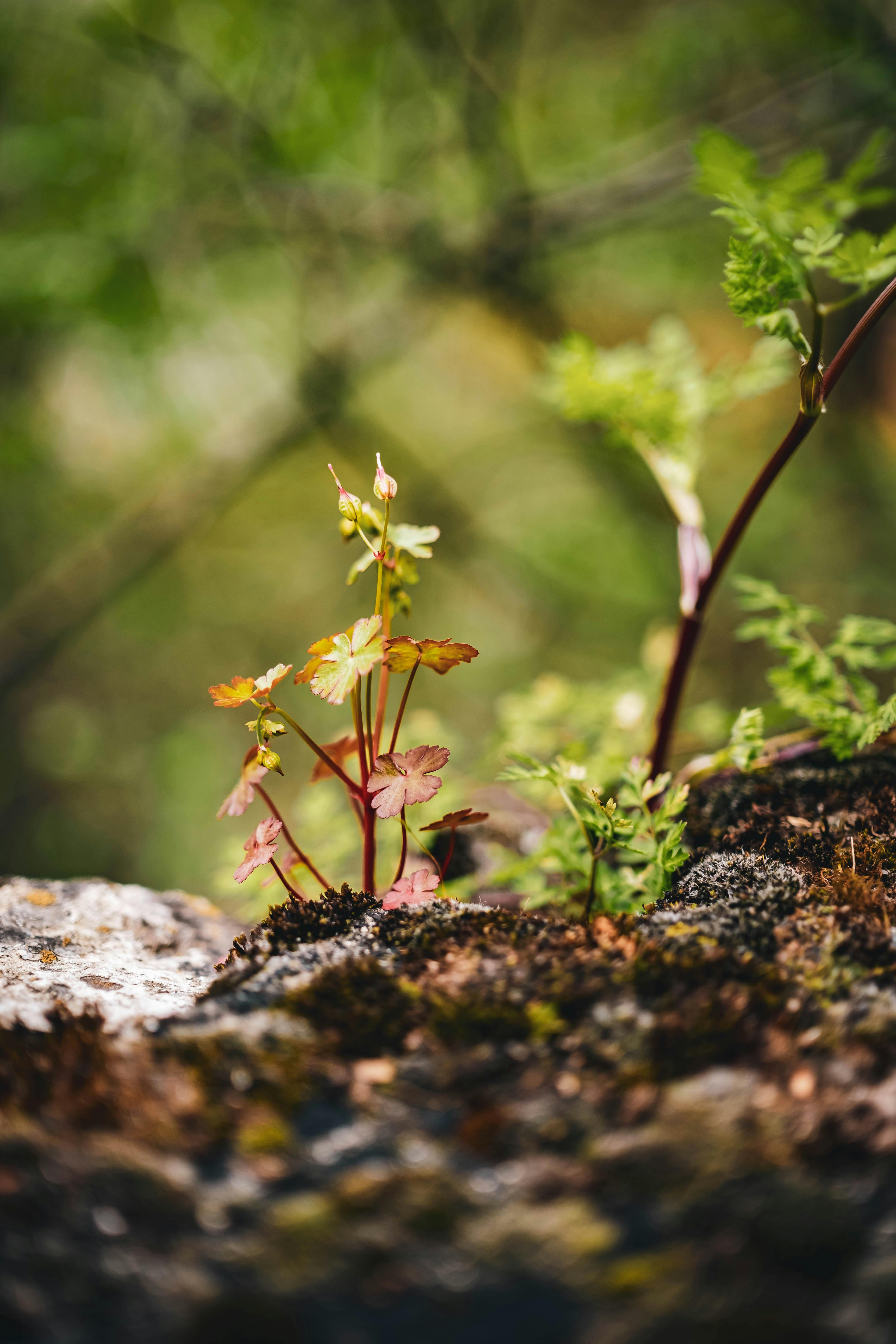 Small Plant in Forest · Free Stock Photo