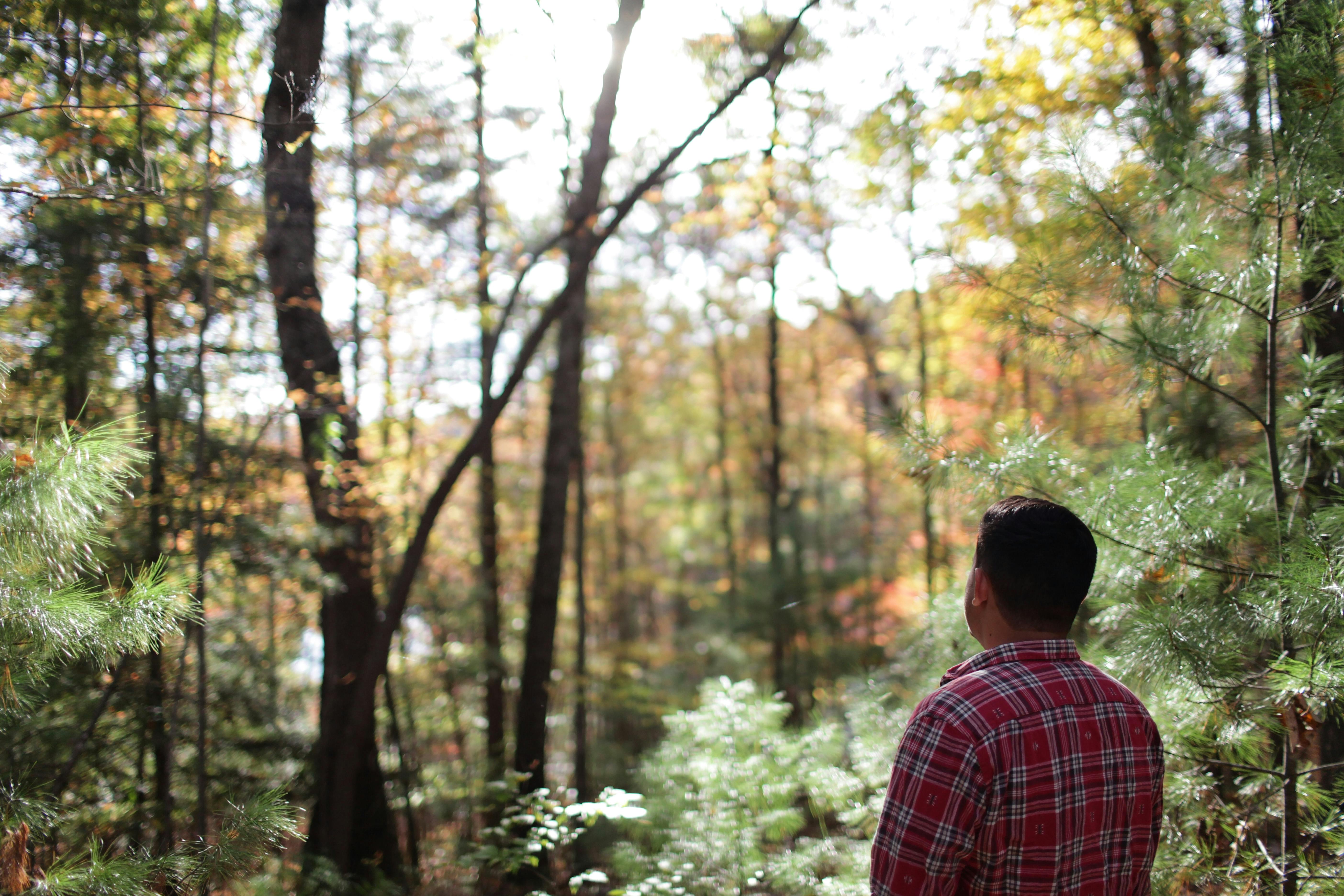 Photo Of Person Standing In Between Trees · Free Stock Photo