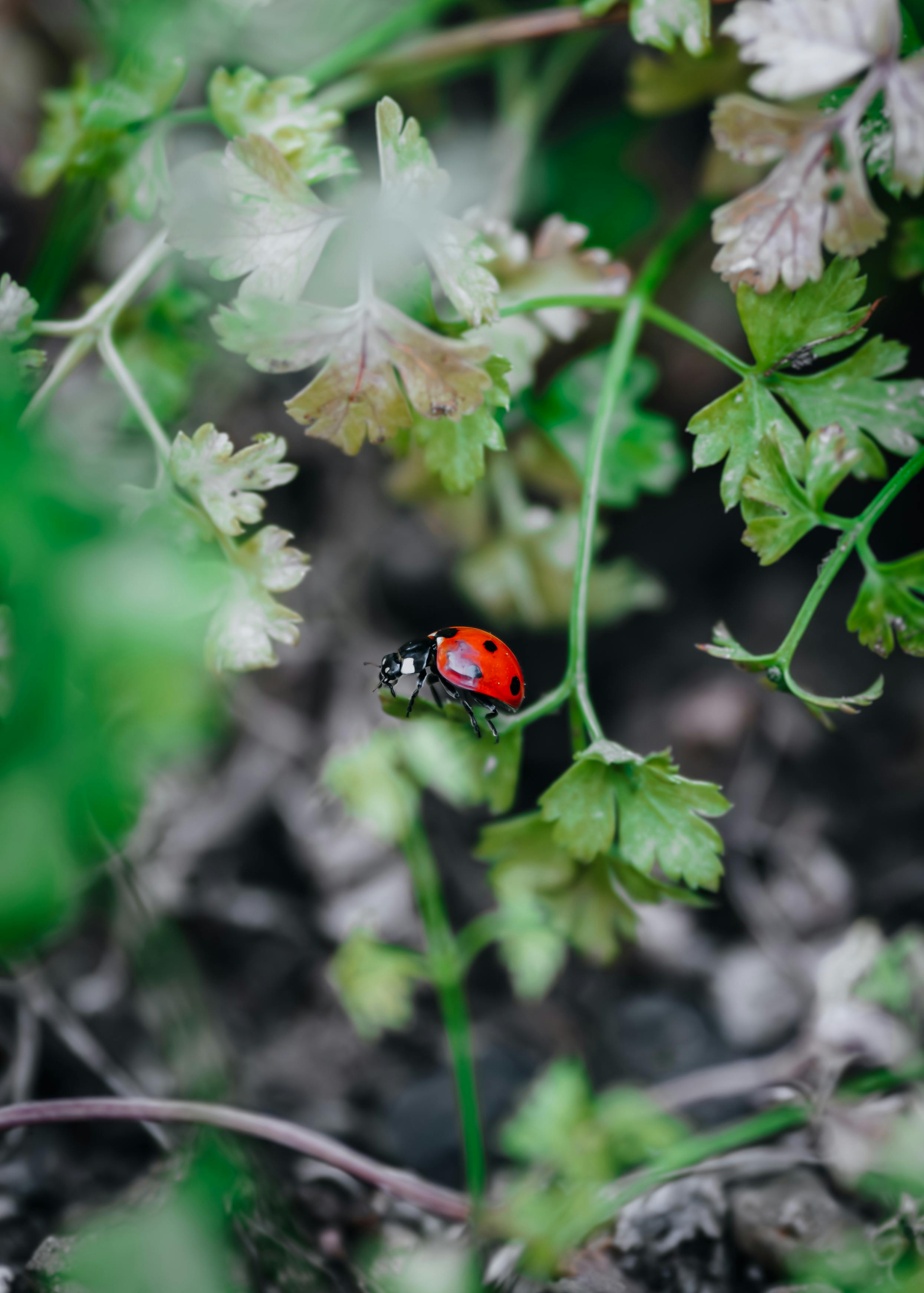 Close-up of a Ladybird on a Leaf · Free Stock Photo