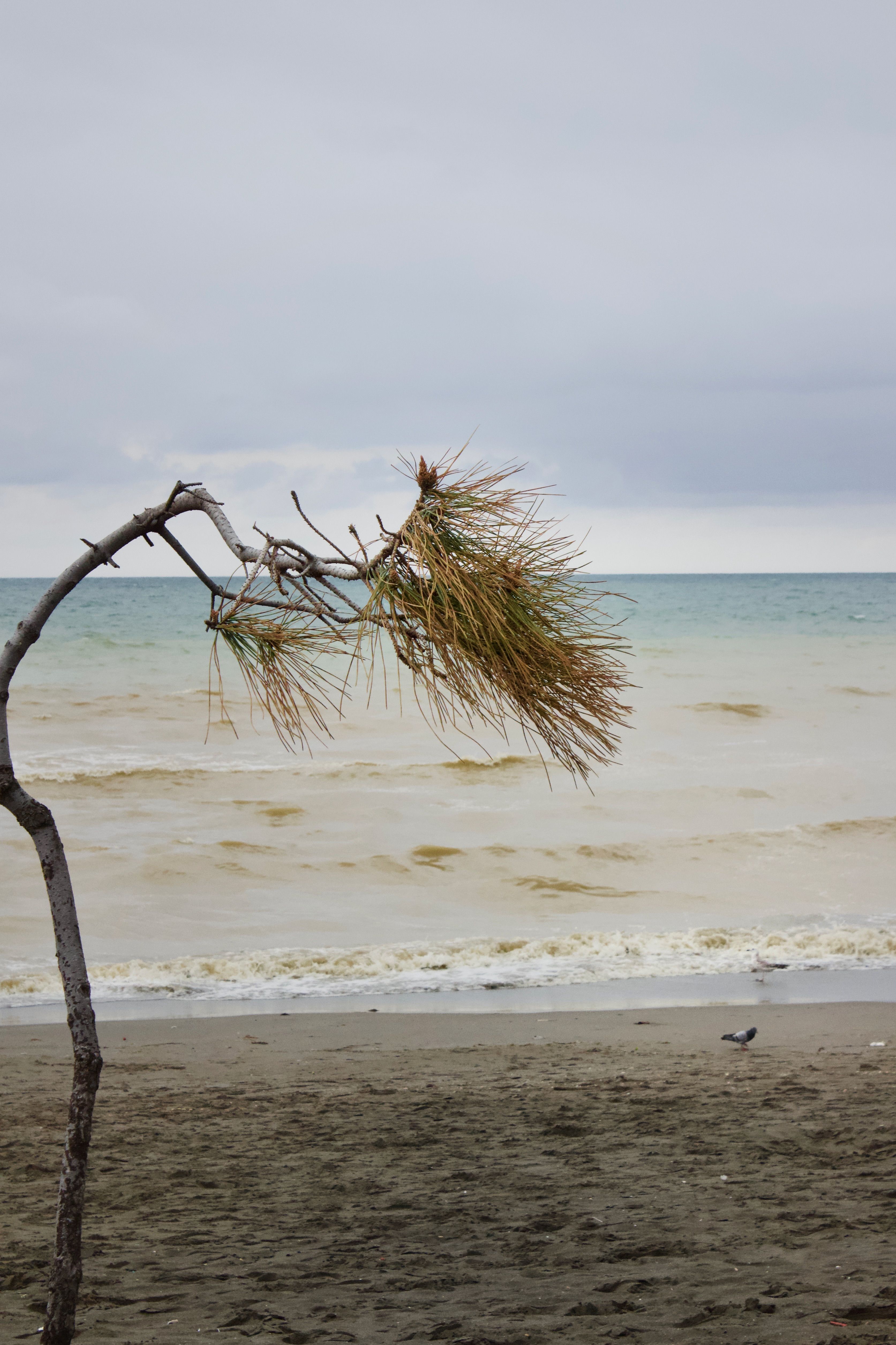 Bending Tree Photos, Download The BEST Free Bending Tree Stock Photos ...