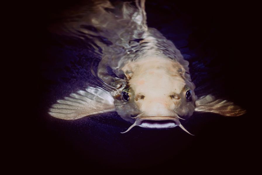 Synodontis Petricola Catfish: Easy Beginner Care Guide