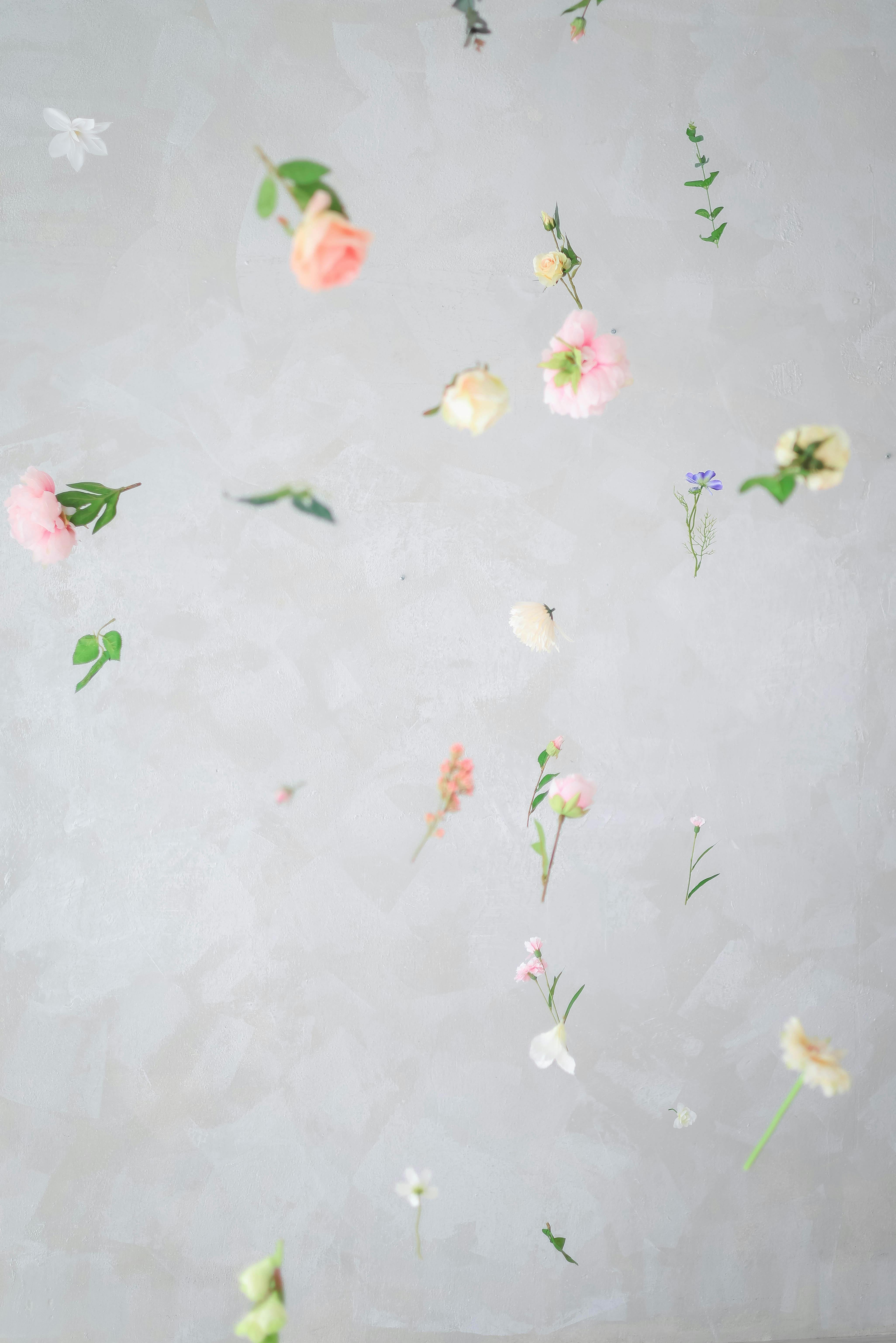 Shadow of a Flower on a White Wall · Free Stock Photo
