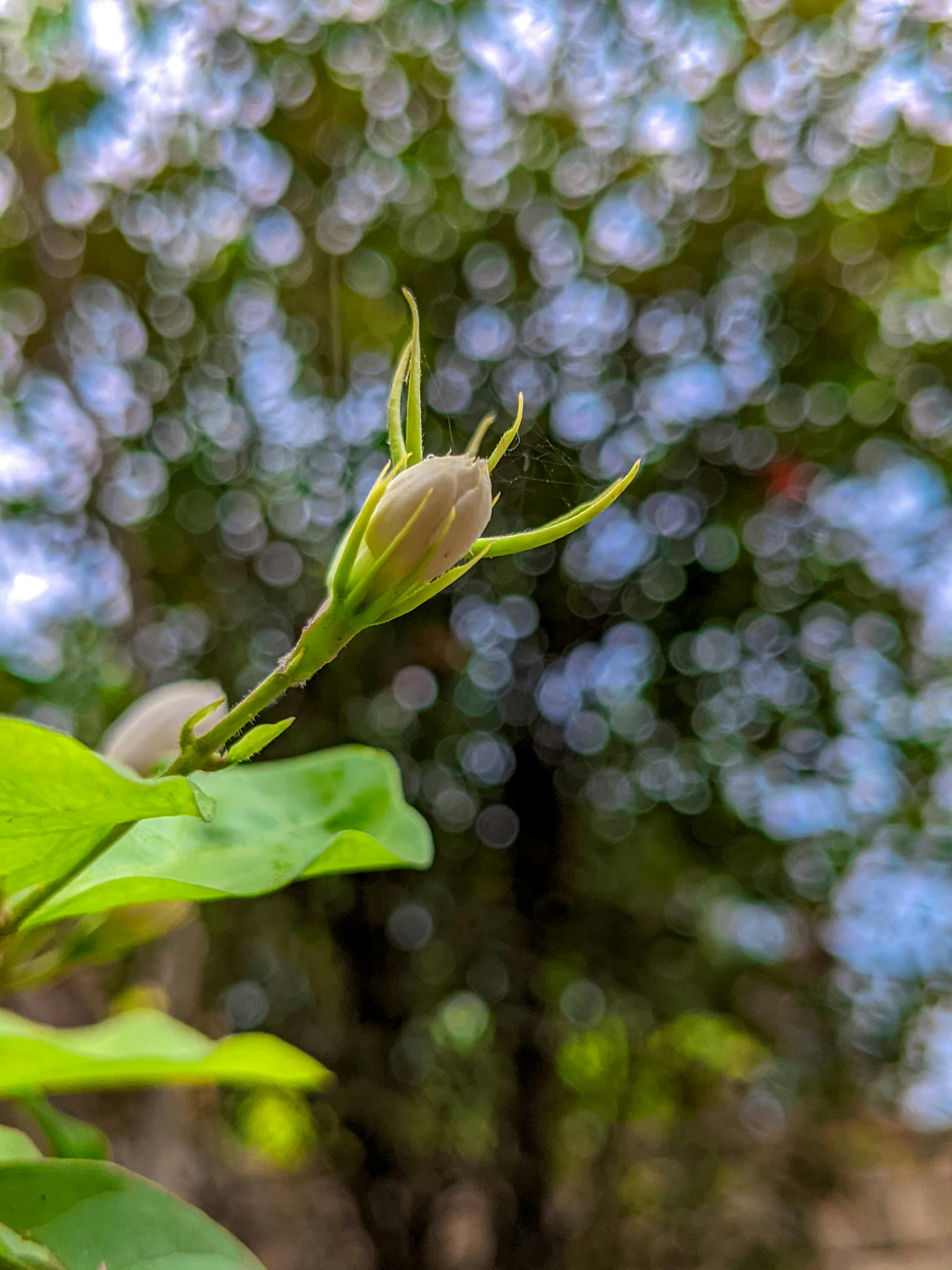 Muhammad Taha - 摄影