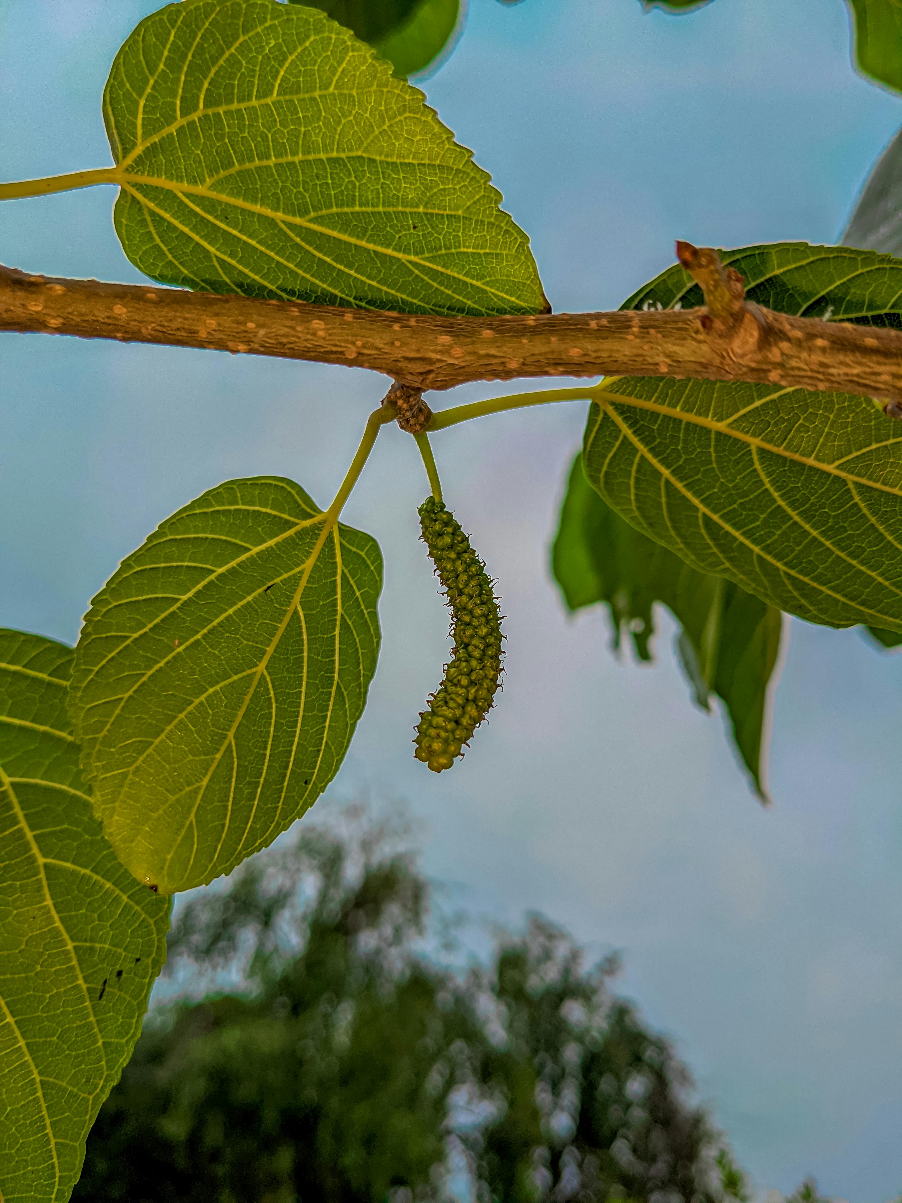 Muhammad Taha - 摄影