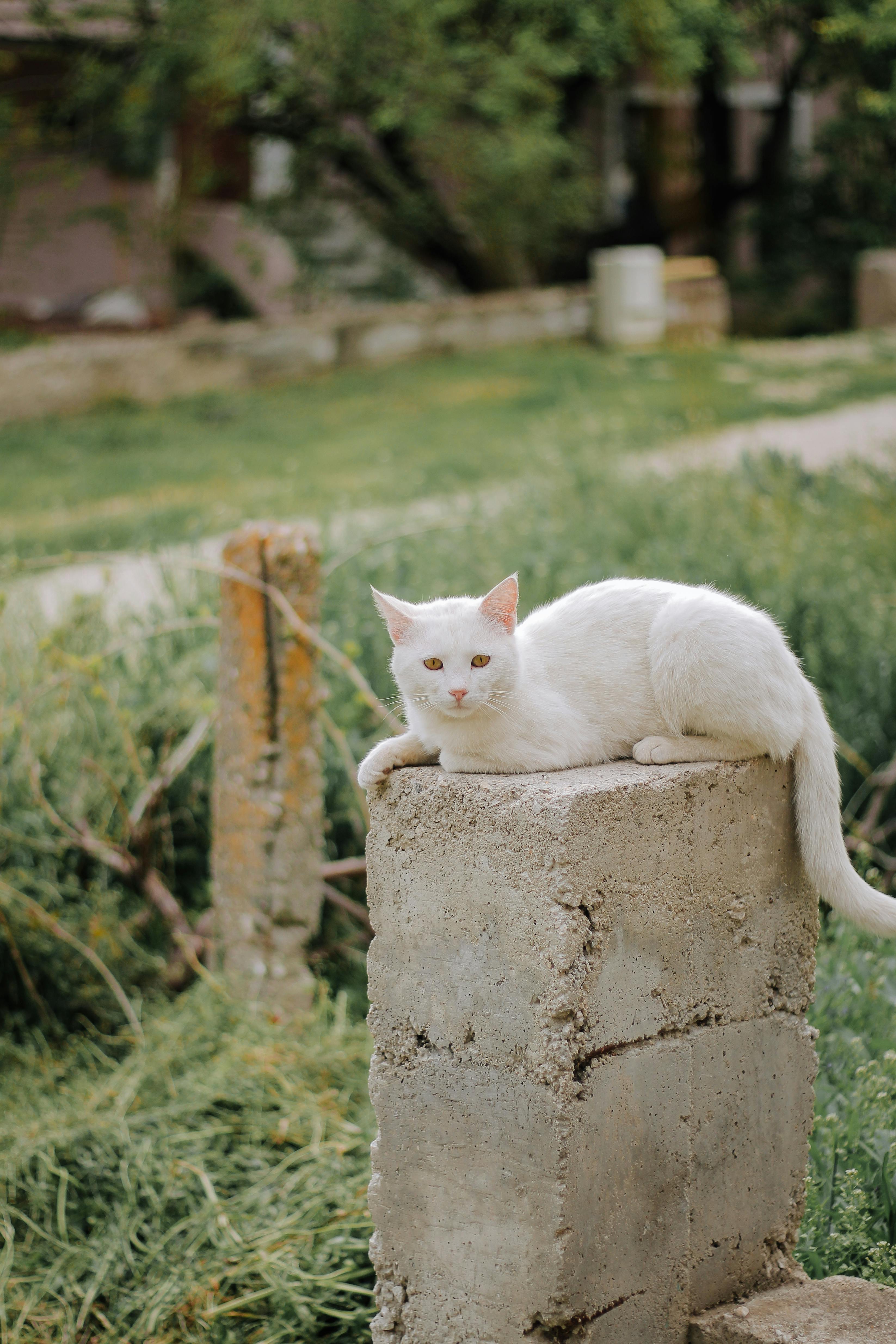 White Cat Sitting on Concrete Brick Lying in Grass · Free Stock Photo