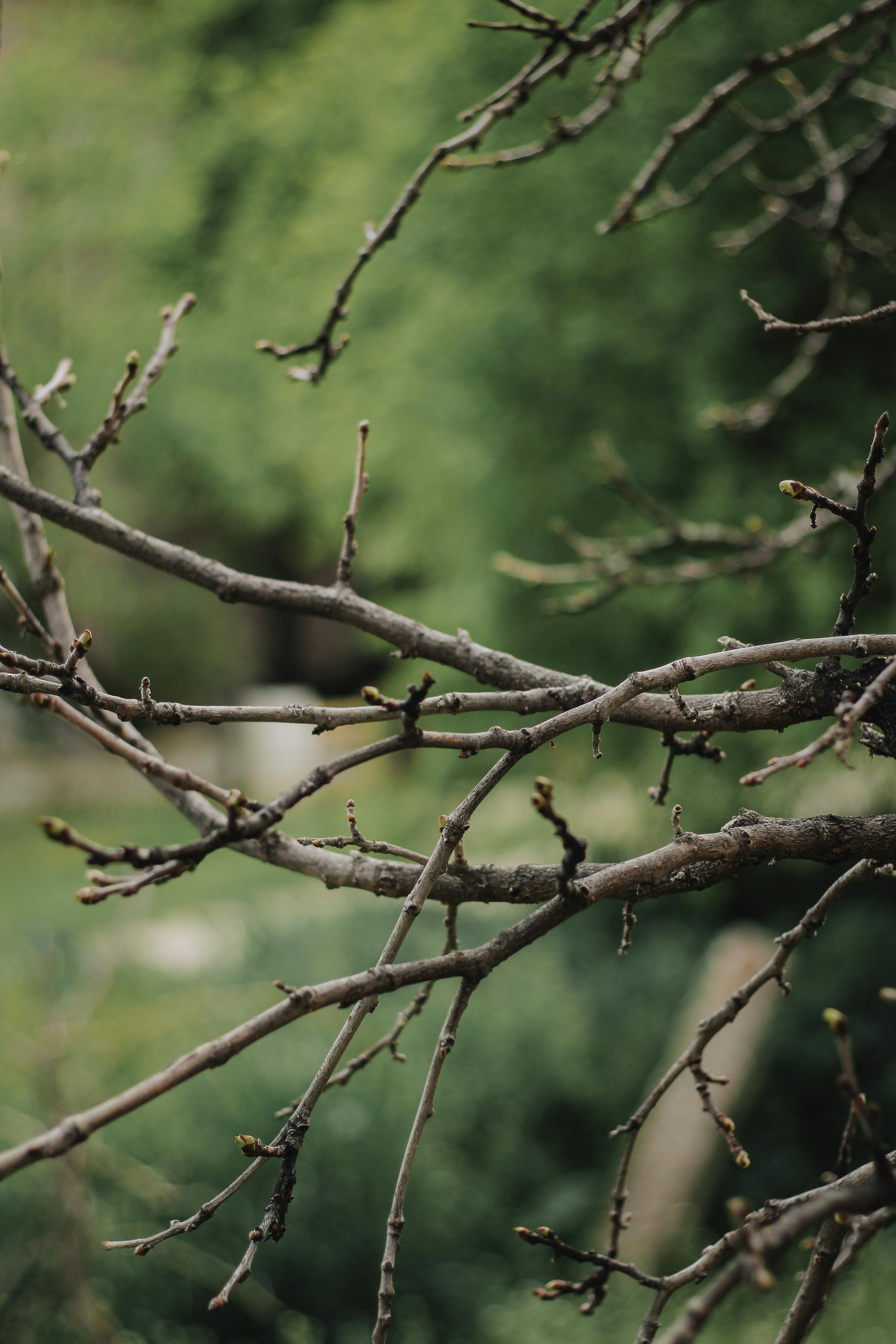 Autumn Leaf on a Fir Tree Branch · Free Stock Photo