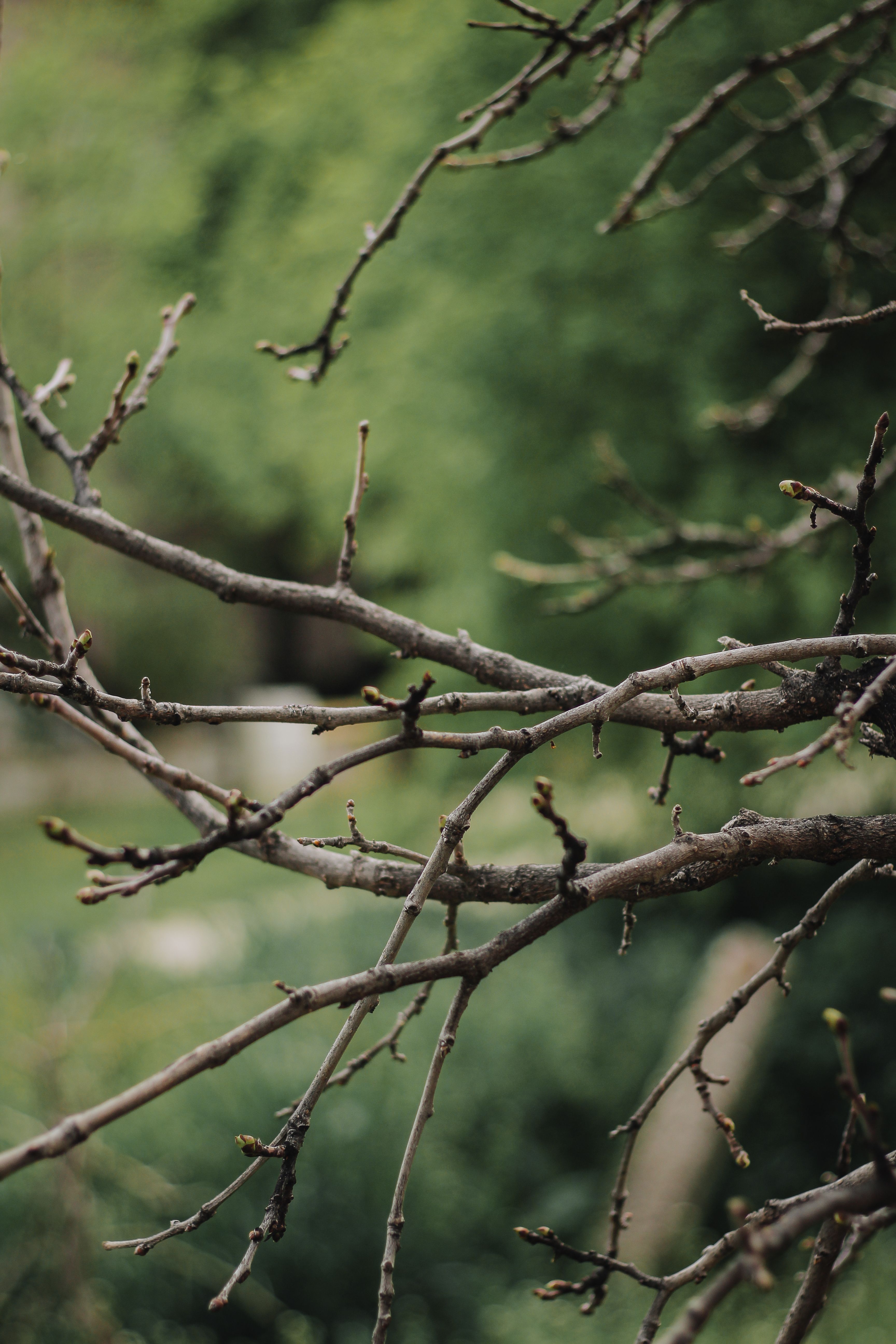 Close-up on Branches of Tree · Free Stock Photo
