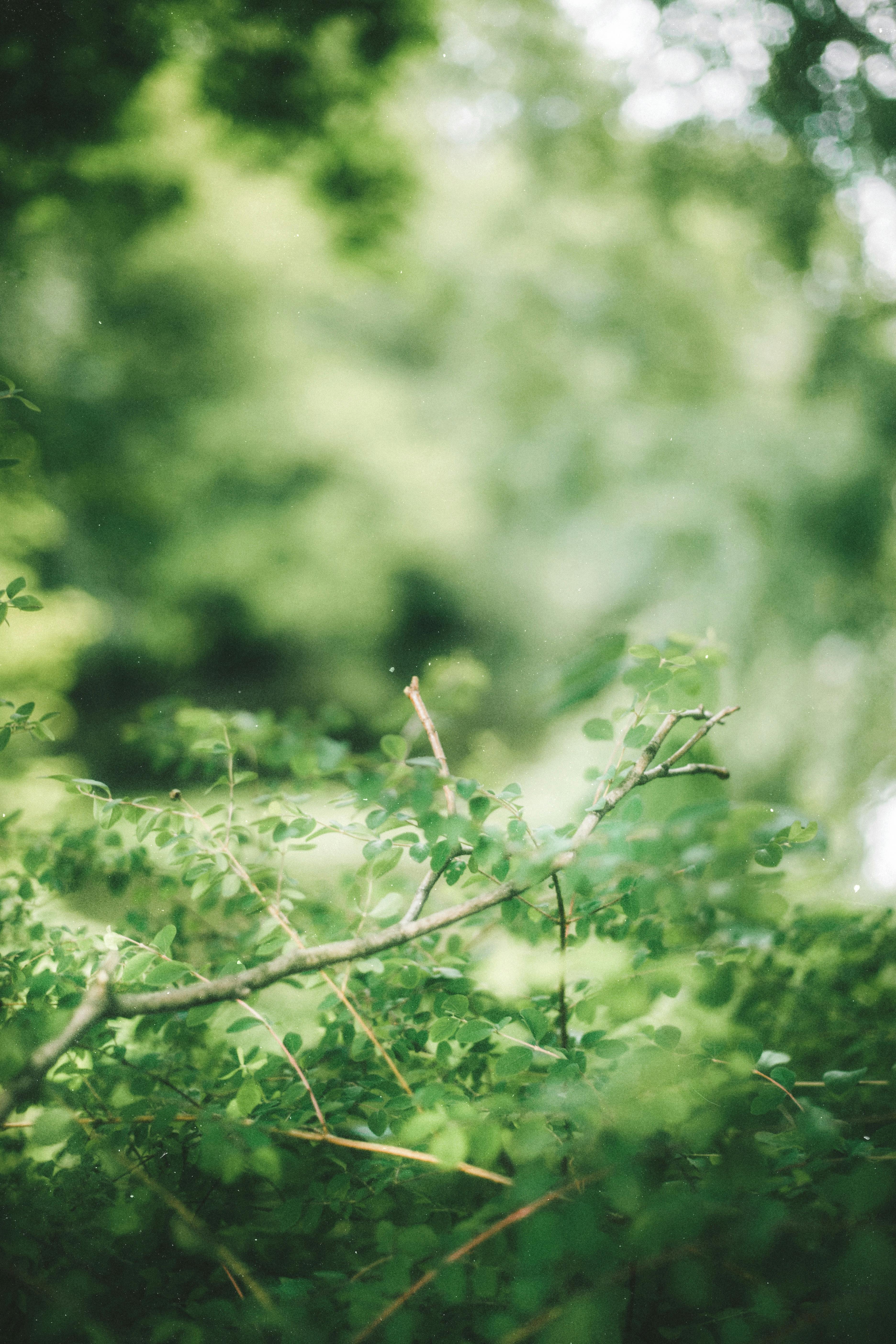 Photo of a Tree Branch · Free Stock Photo