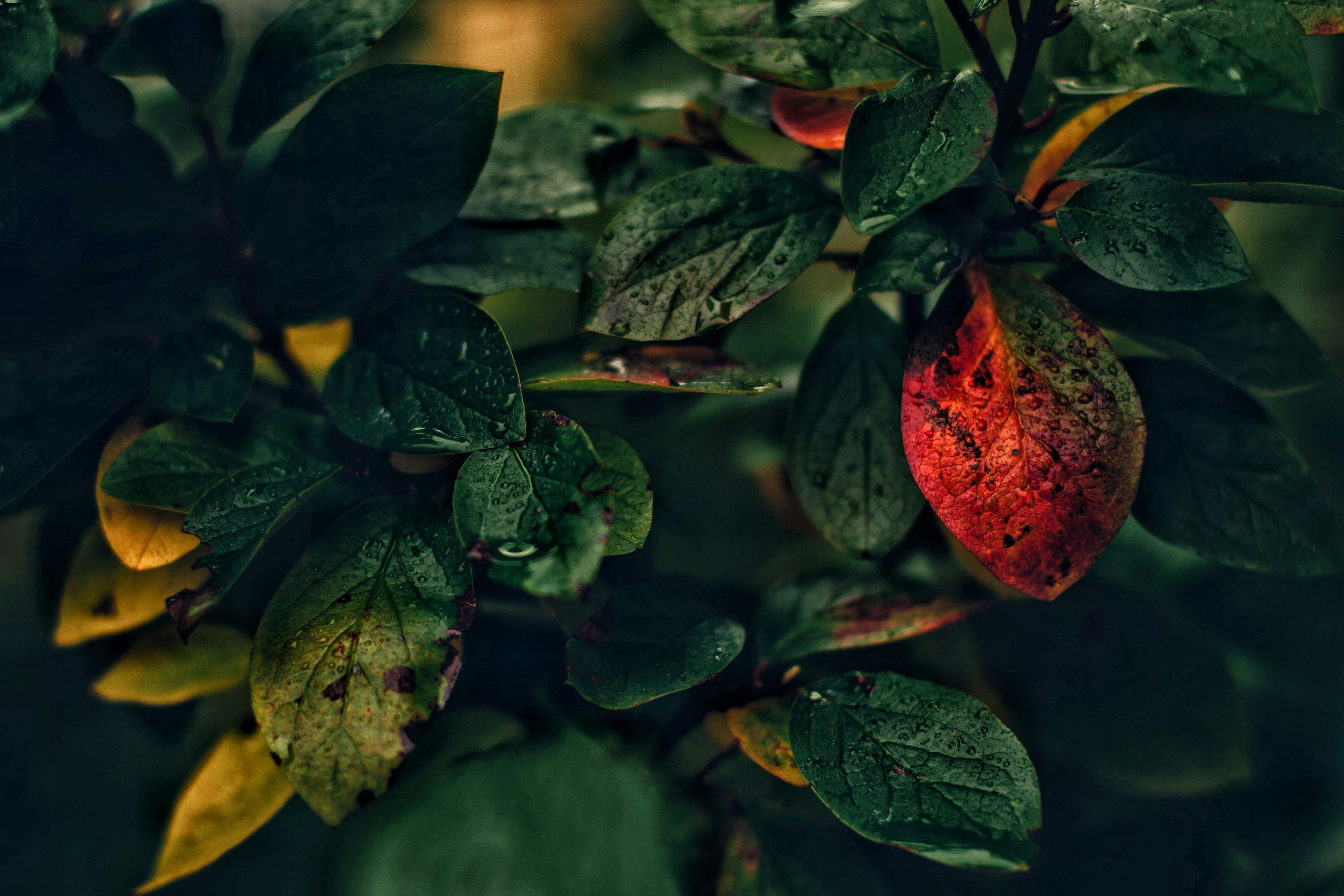 Red Leaf Growing in Bush · Free Stock Photo