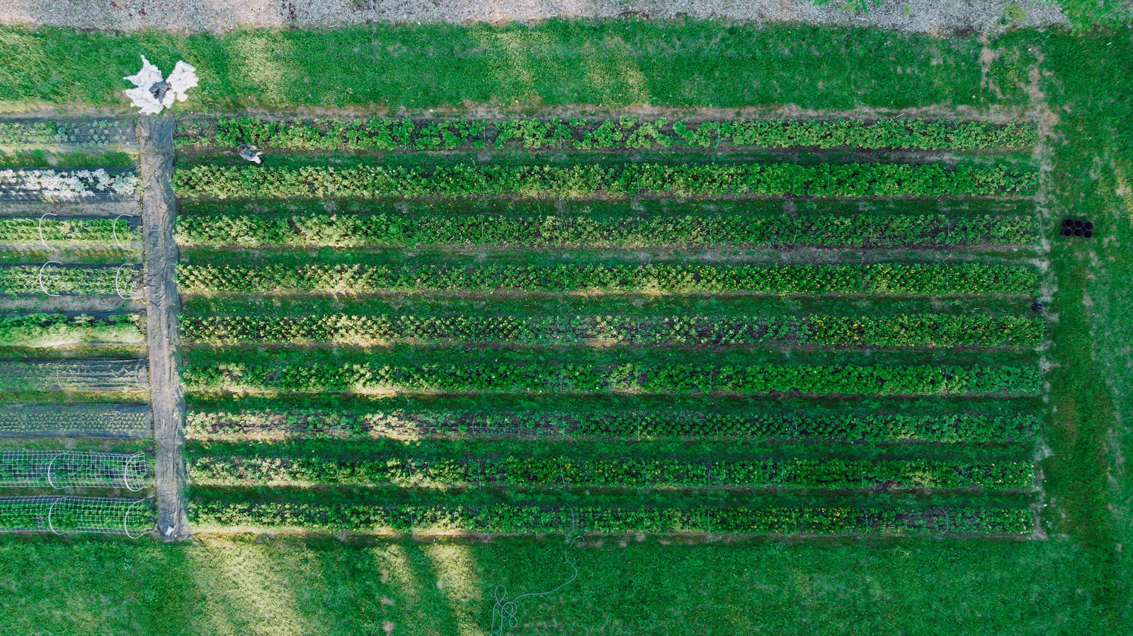 Strawberry Field Photos, Download The BEST Free Strawberry Field Stock ...