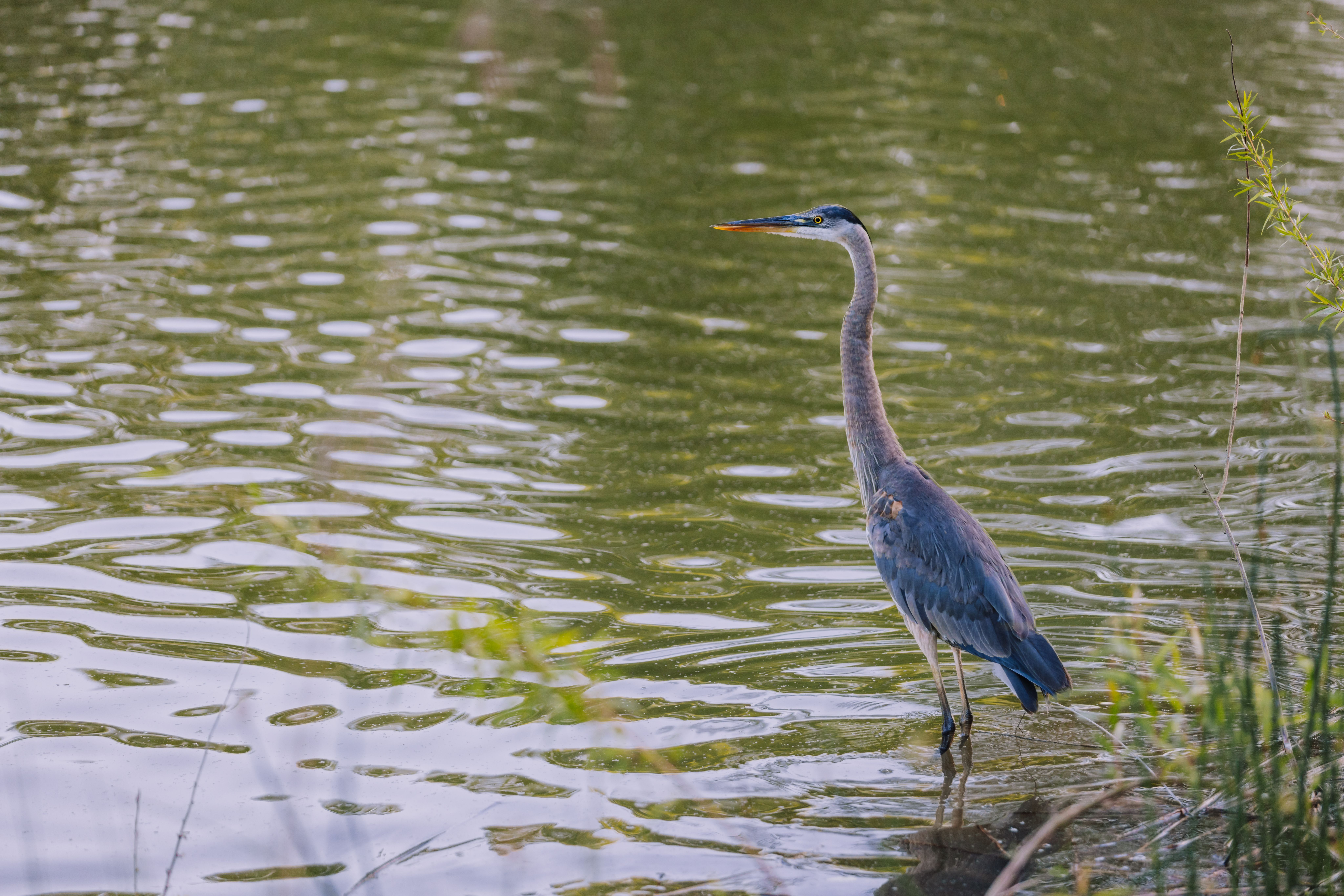 Close-up of a Bird Standing in Water · Free Stock Photo