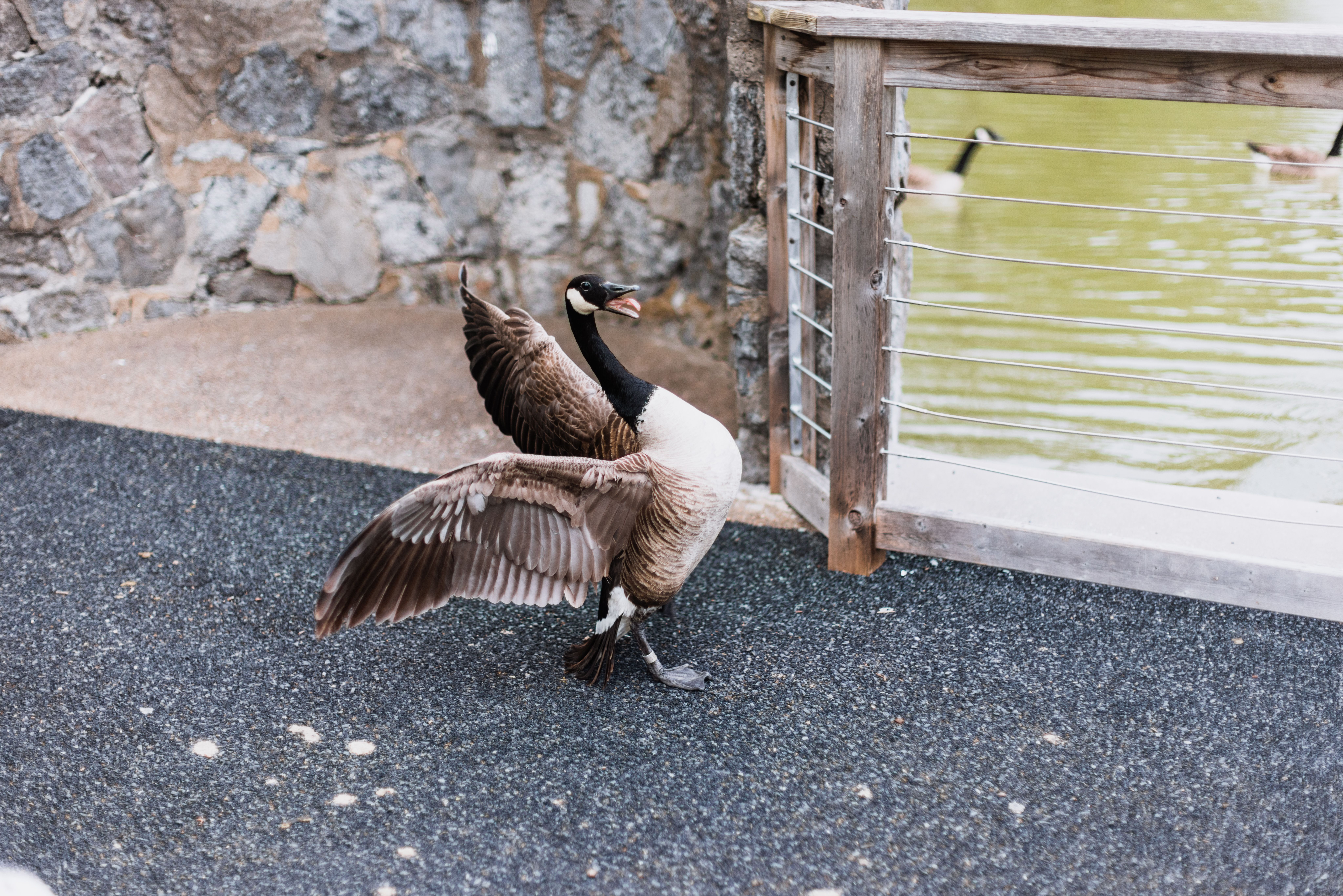 Photo of a Goose · Free Stock Photo