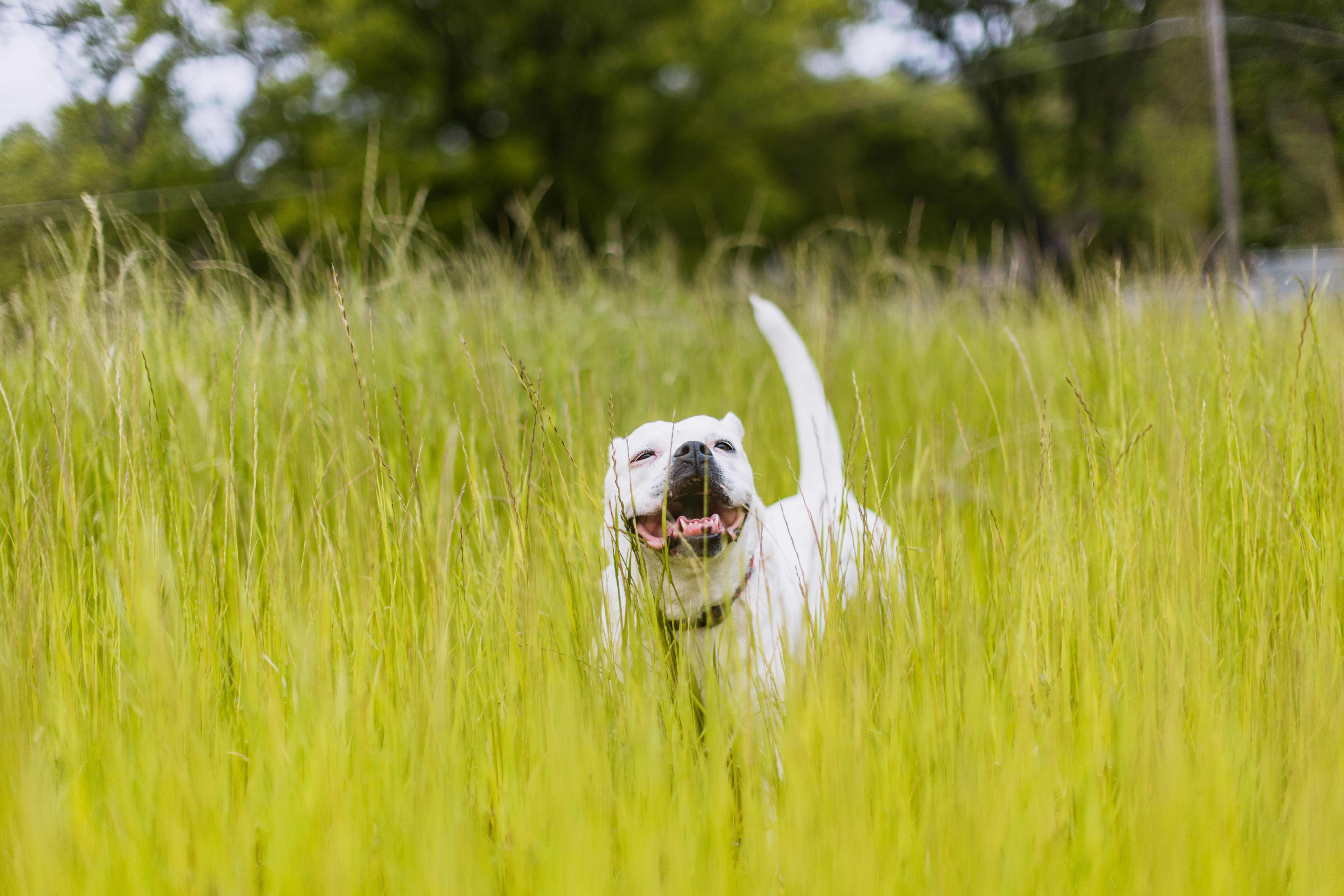 Dog Walking in Tall Grass · Free Stock Photo