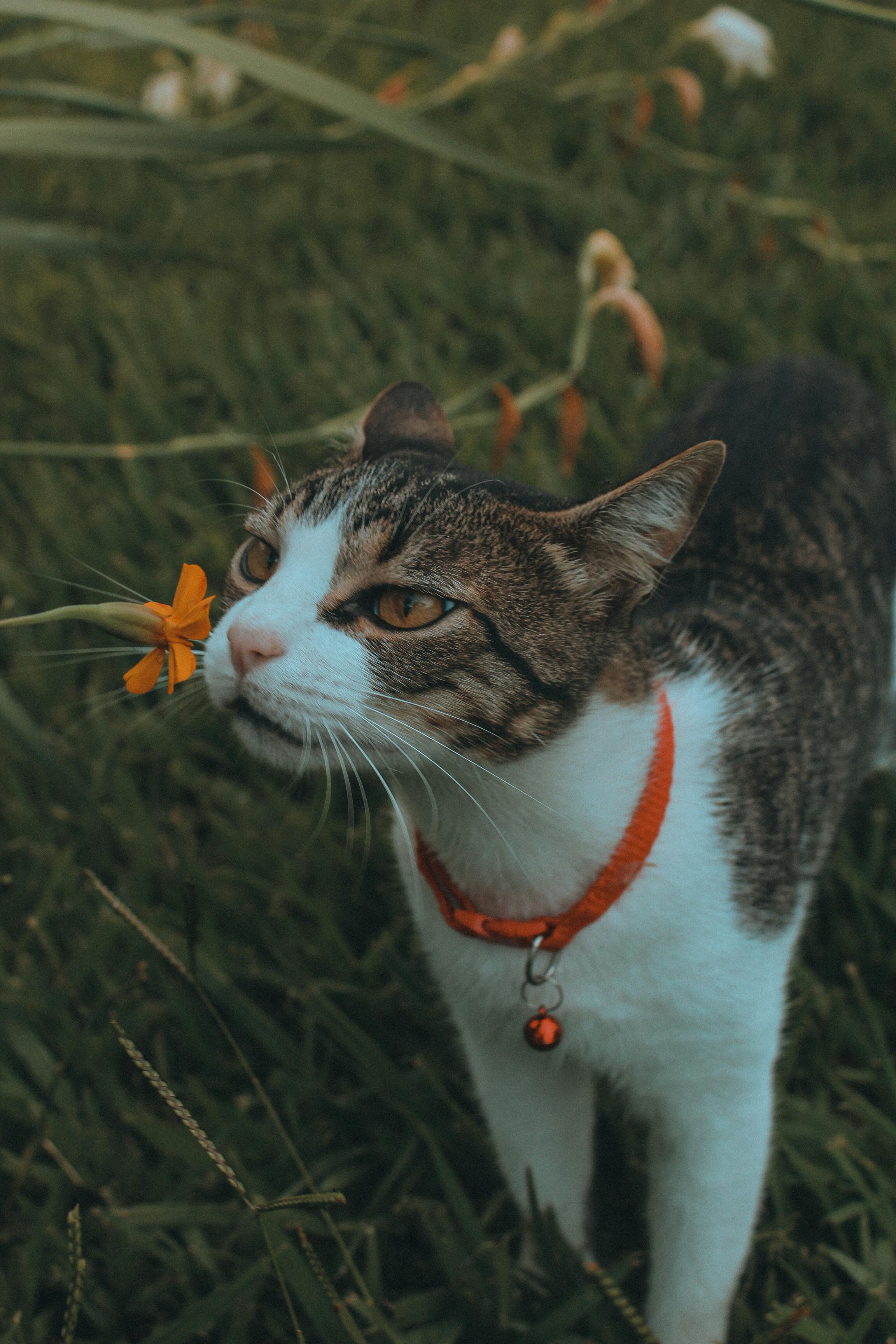 Close-up of a Cat Smelling a Flower · Free Stock Photo