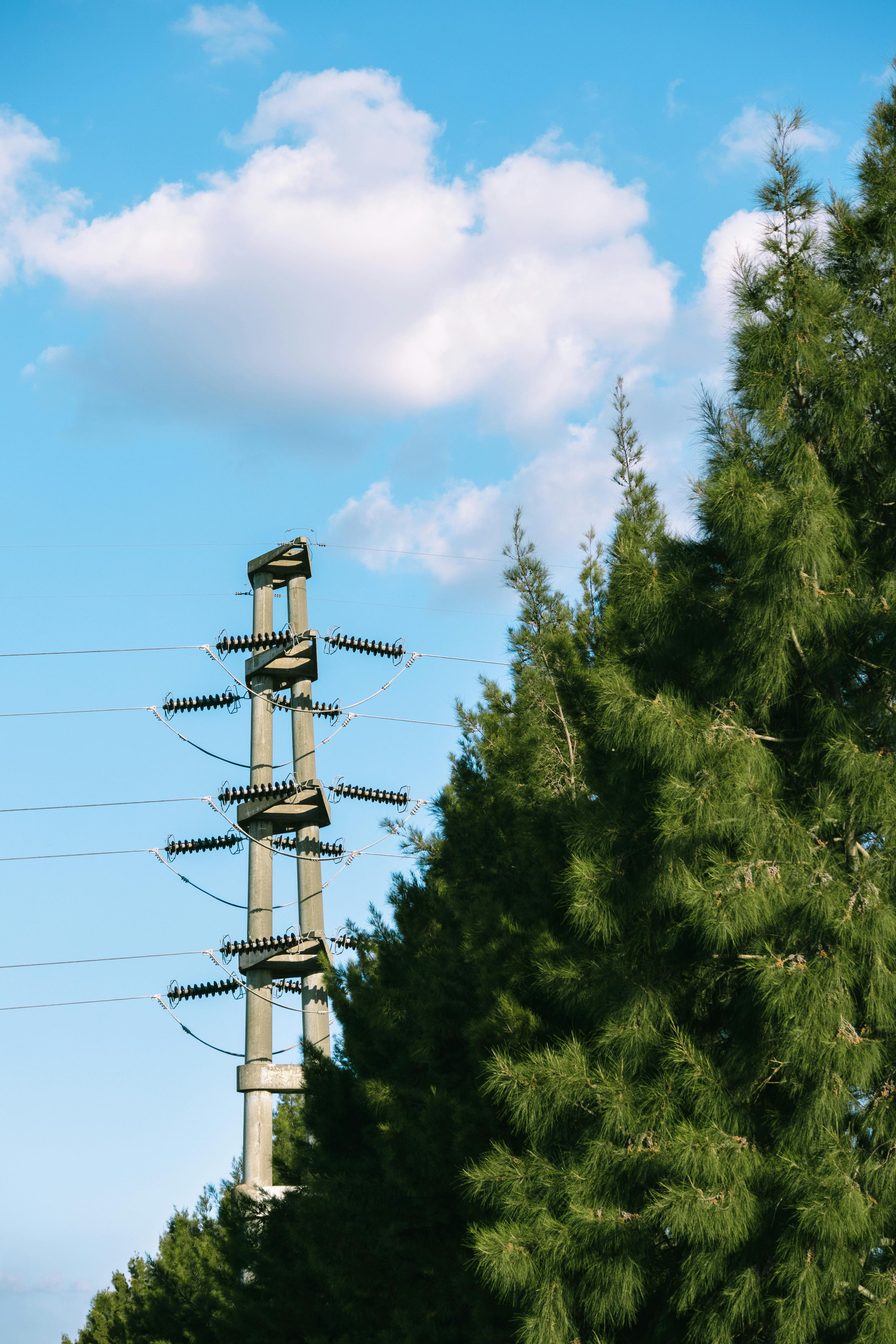 Electricity Pole Among Coniferous Trees · Free Stock Photo
