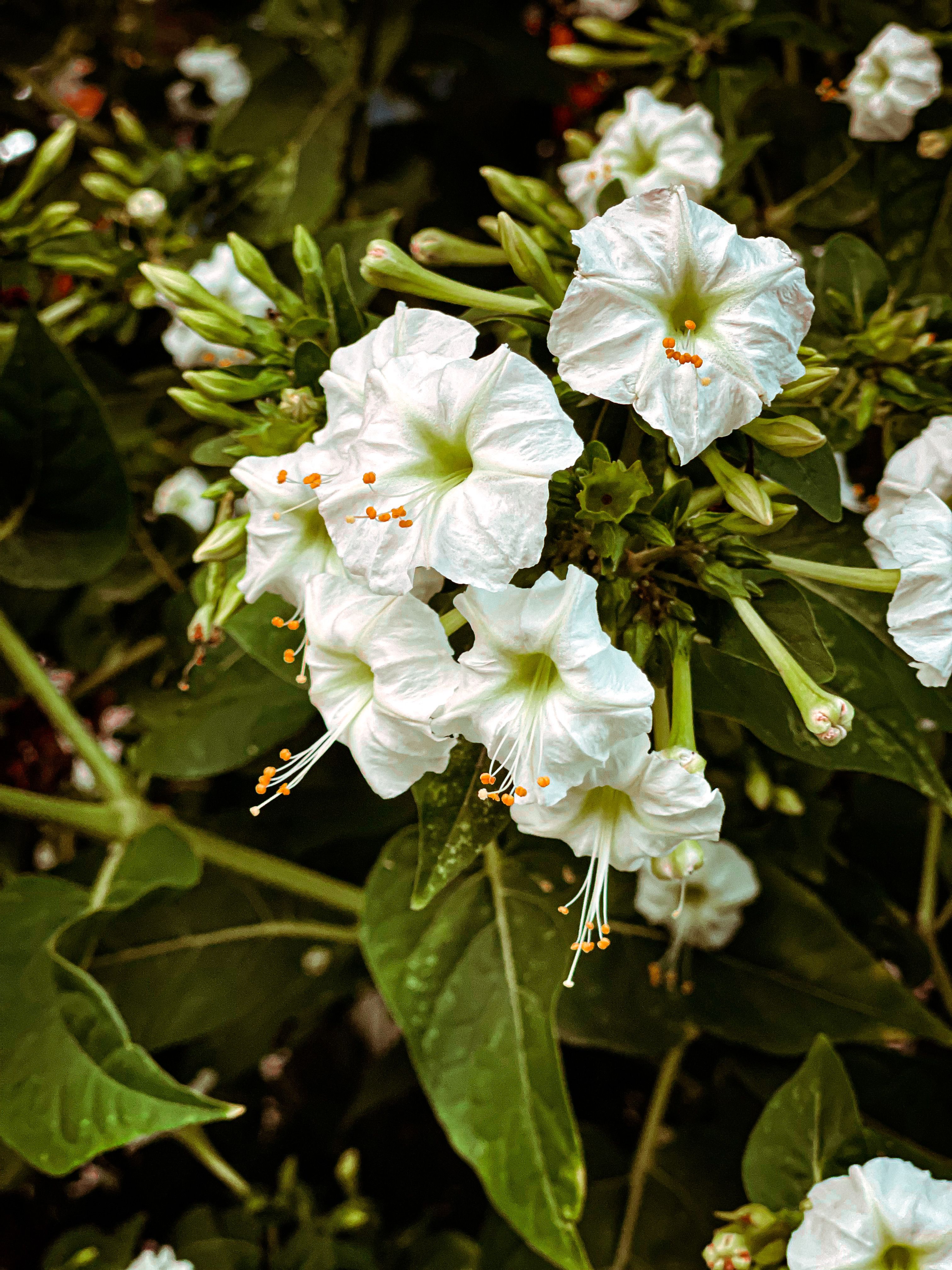 Close-up of Flowers Blooming on Shrub · Free Stock Photo