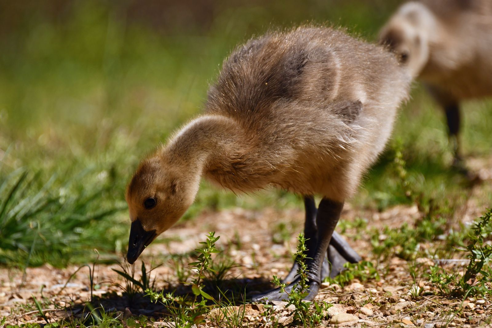 Aesthetic Duck Photos, Download The BEST Free Aesthetic Duck Stock ...