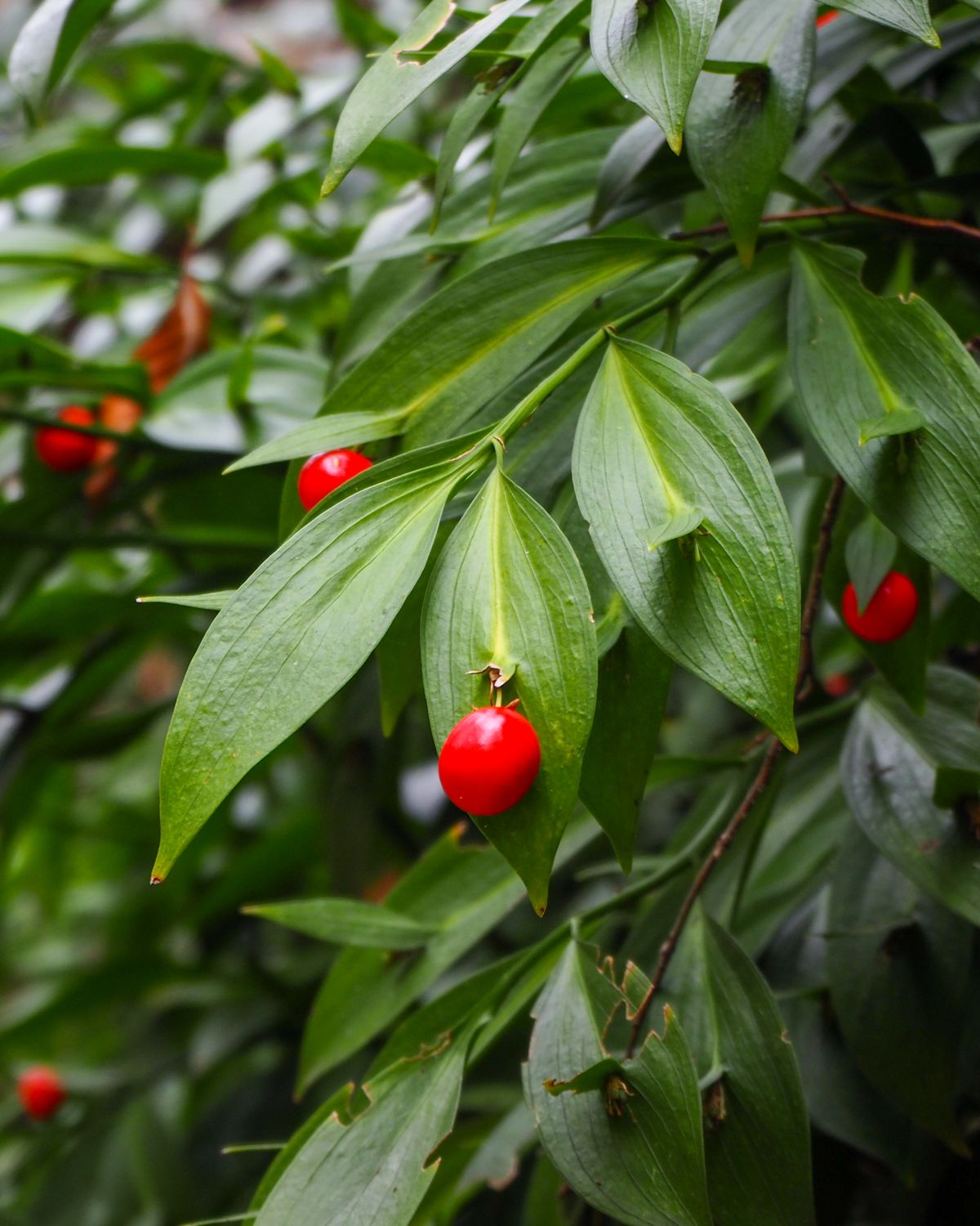 Free Fruits Photos, Download The BEST Free Free Fruits Stock Photos ...