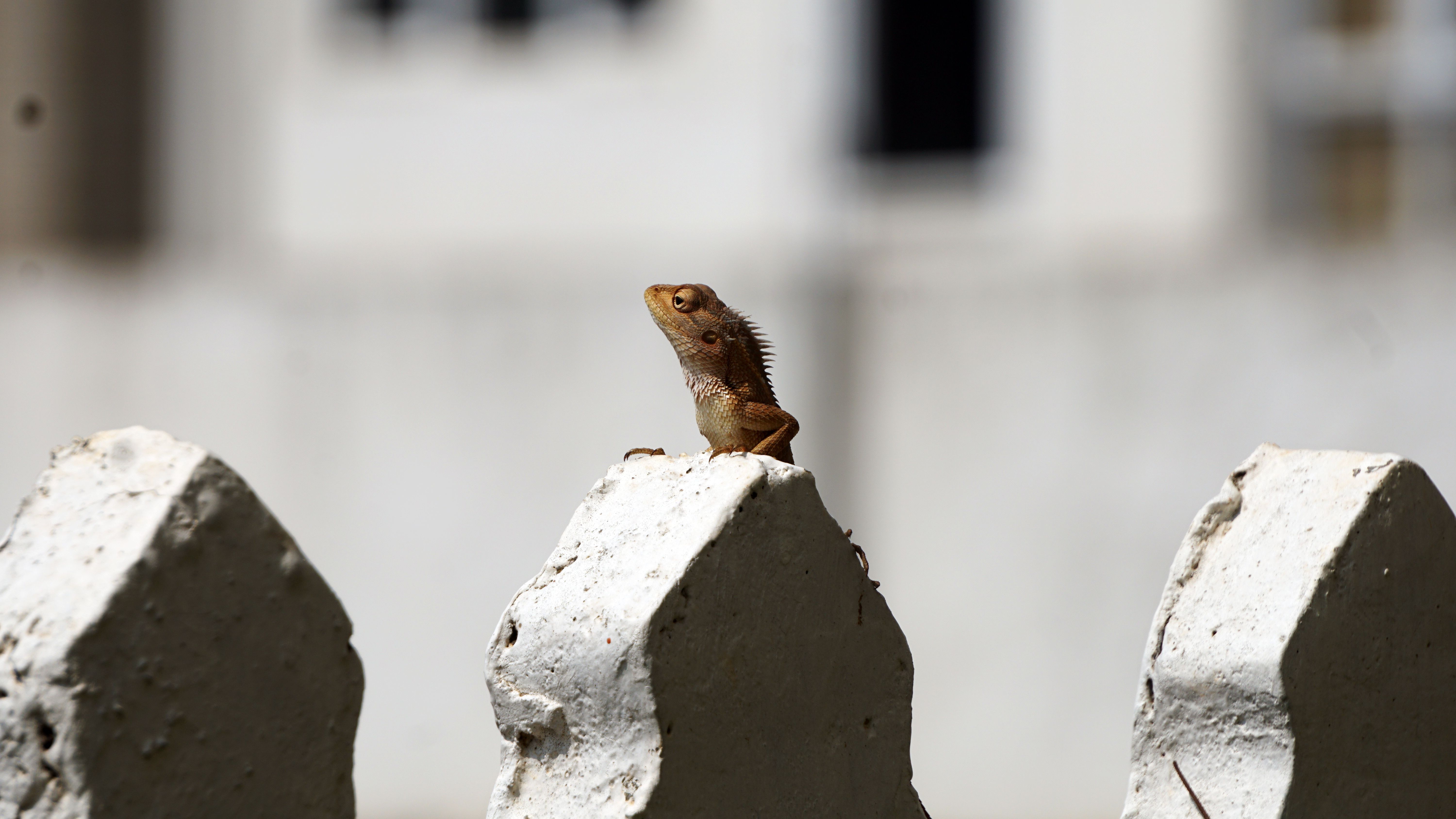 Funny Lizard Photos, Download The BEST Free Funny Lizard Stock Photos ...