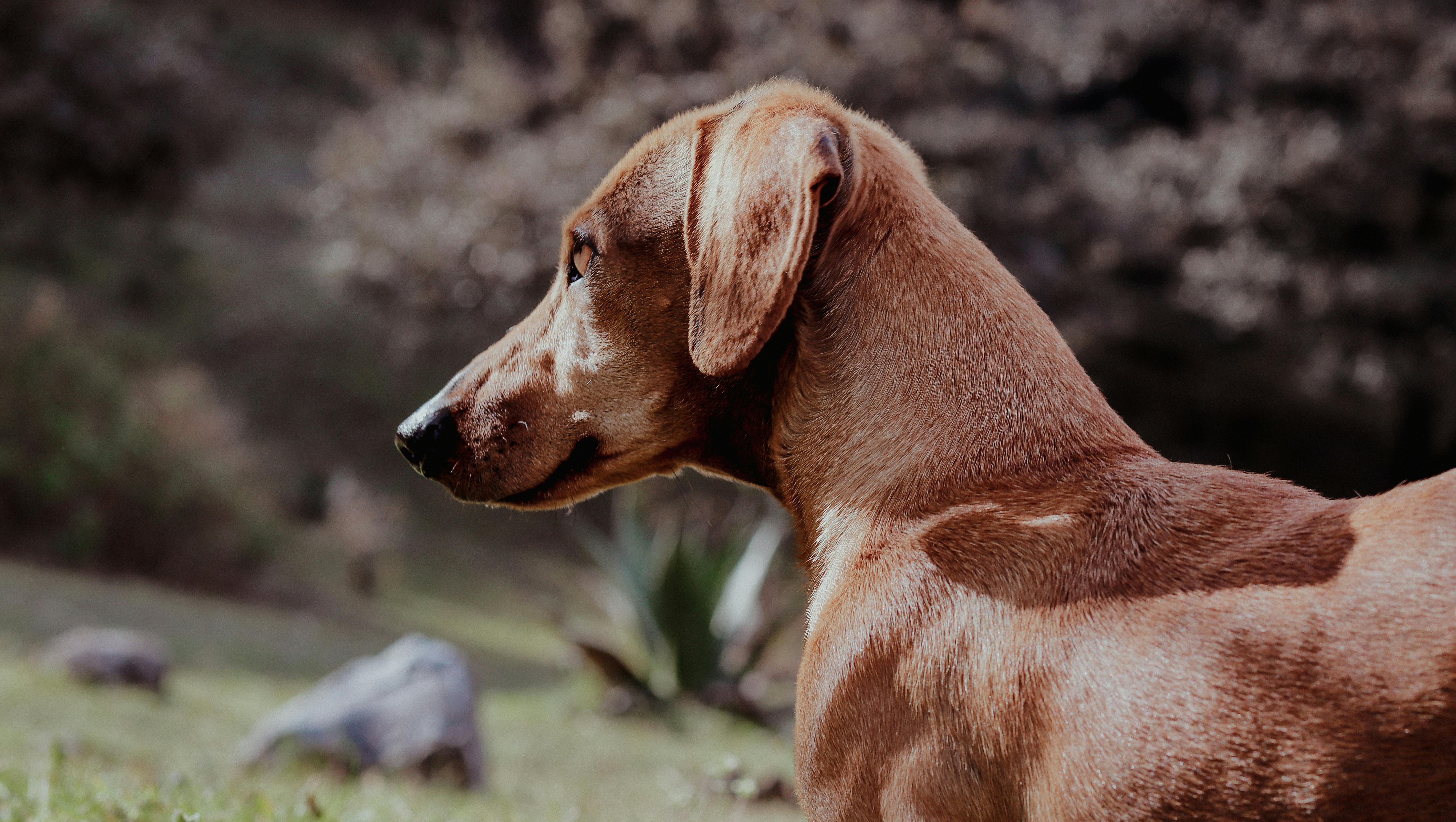 Head of Dog · Free Stock Photo