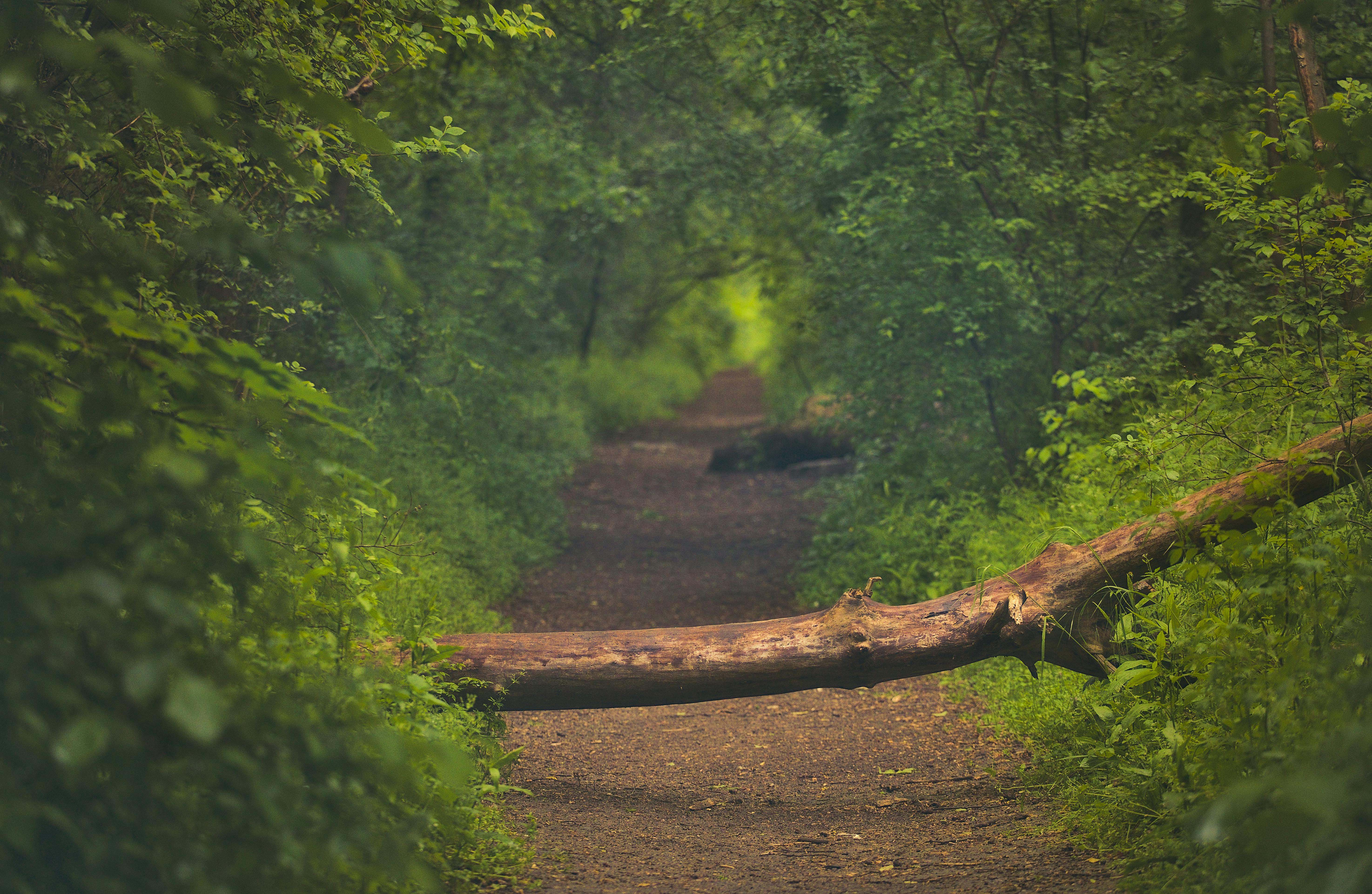 Person Holding Tree Trunk · Free Stock Photo
