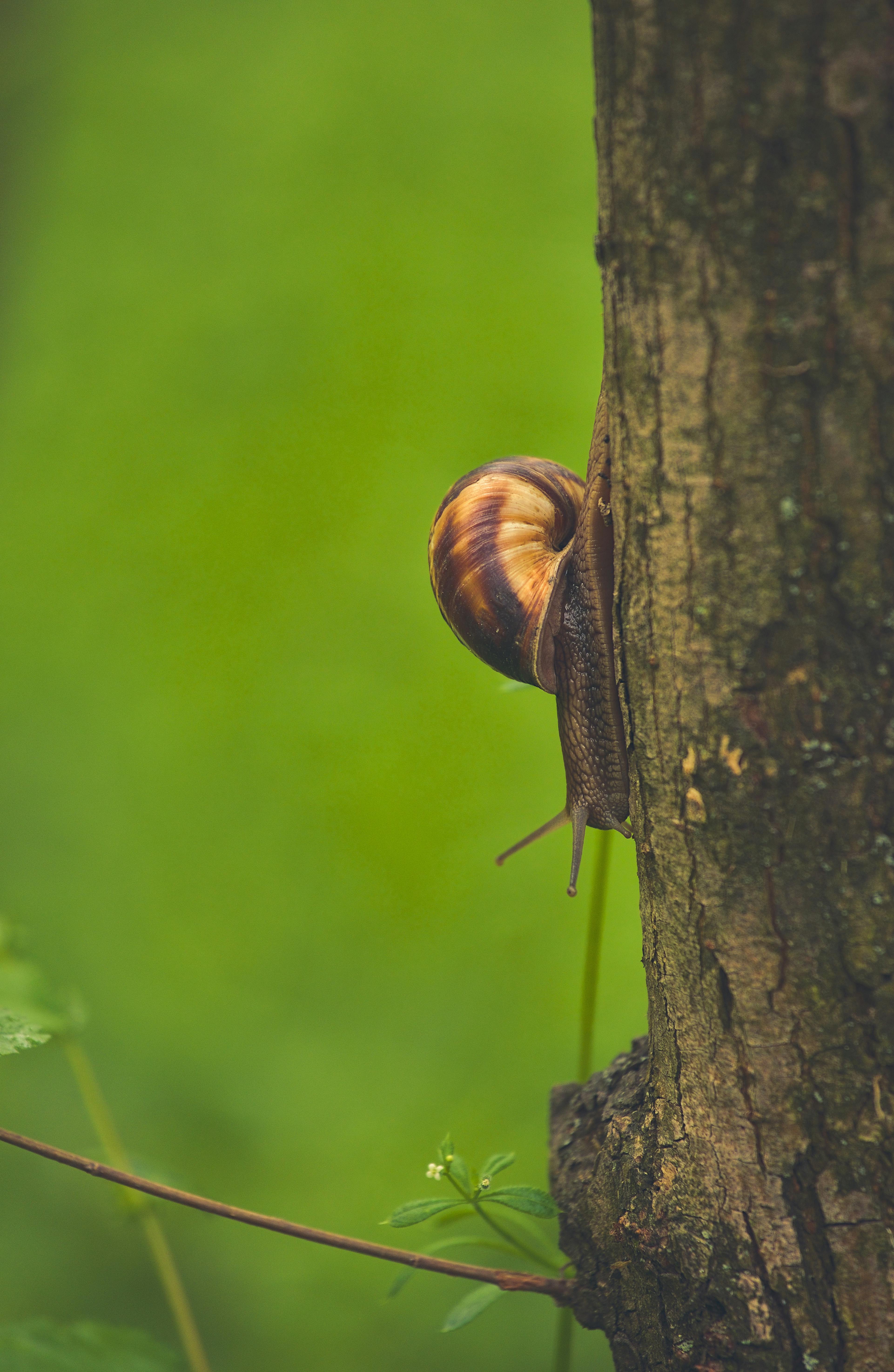 Snail on Tree Bark · Free Stock Photo