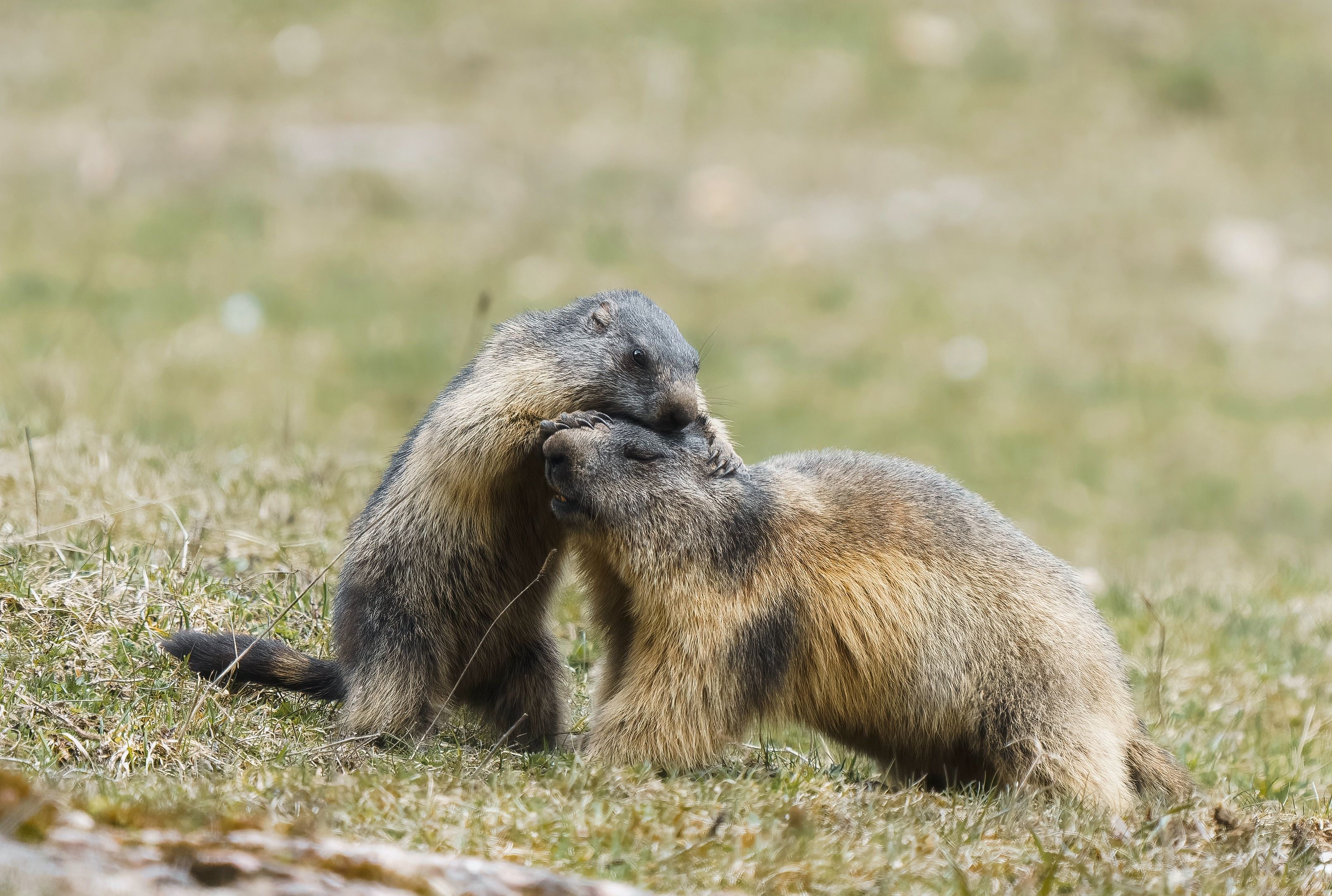 Marmots on Ground · Free Stock Photo