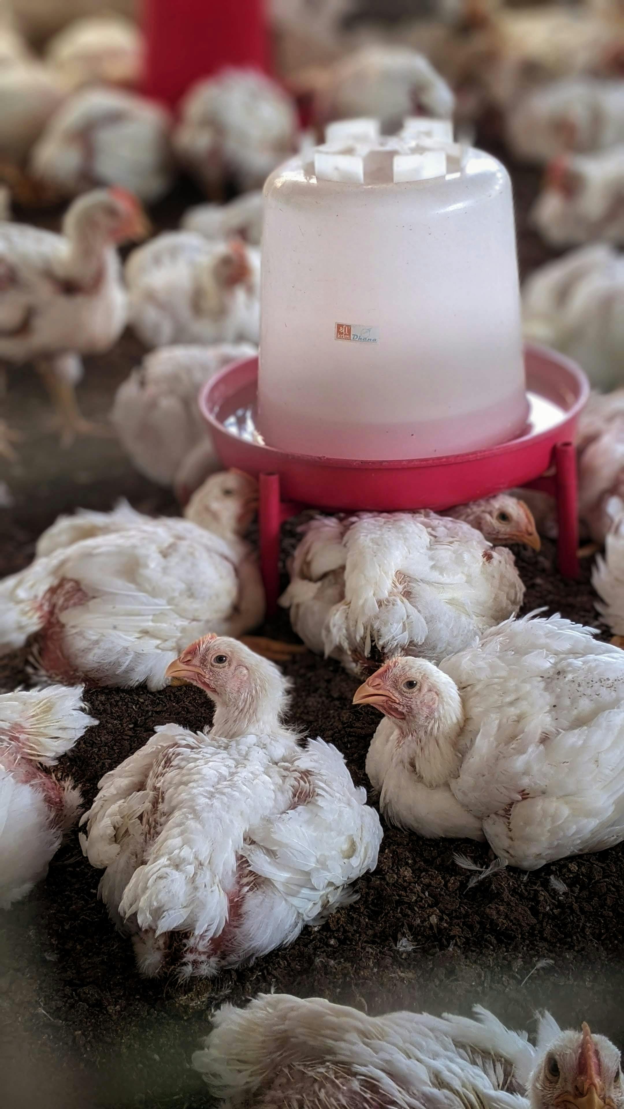 Chicken Rearing Photos, Download The BEST Free Chicken Rearing Stock ...