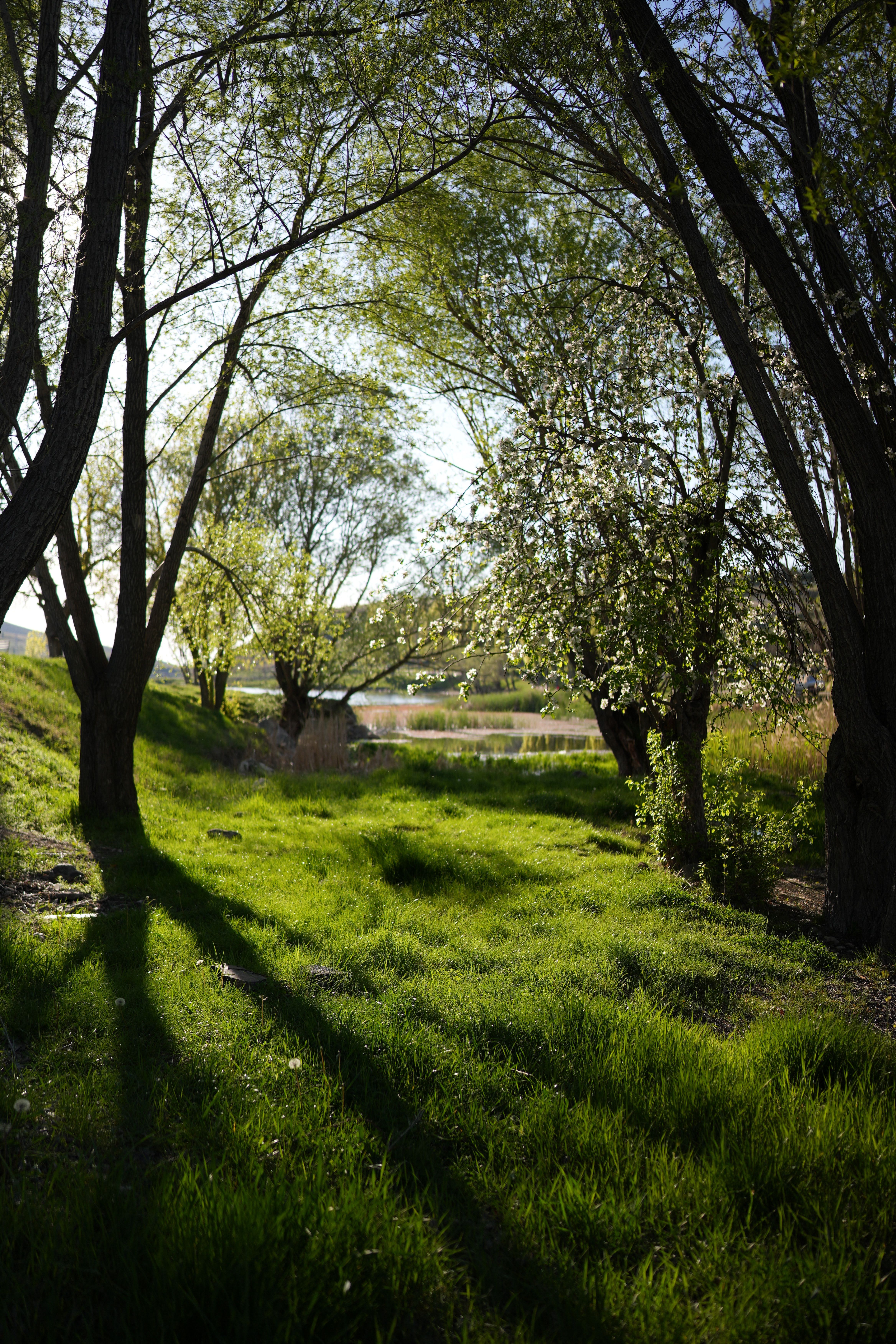 Grass and Trees · Free Stock Photo
