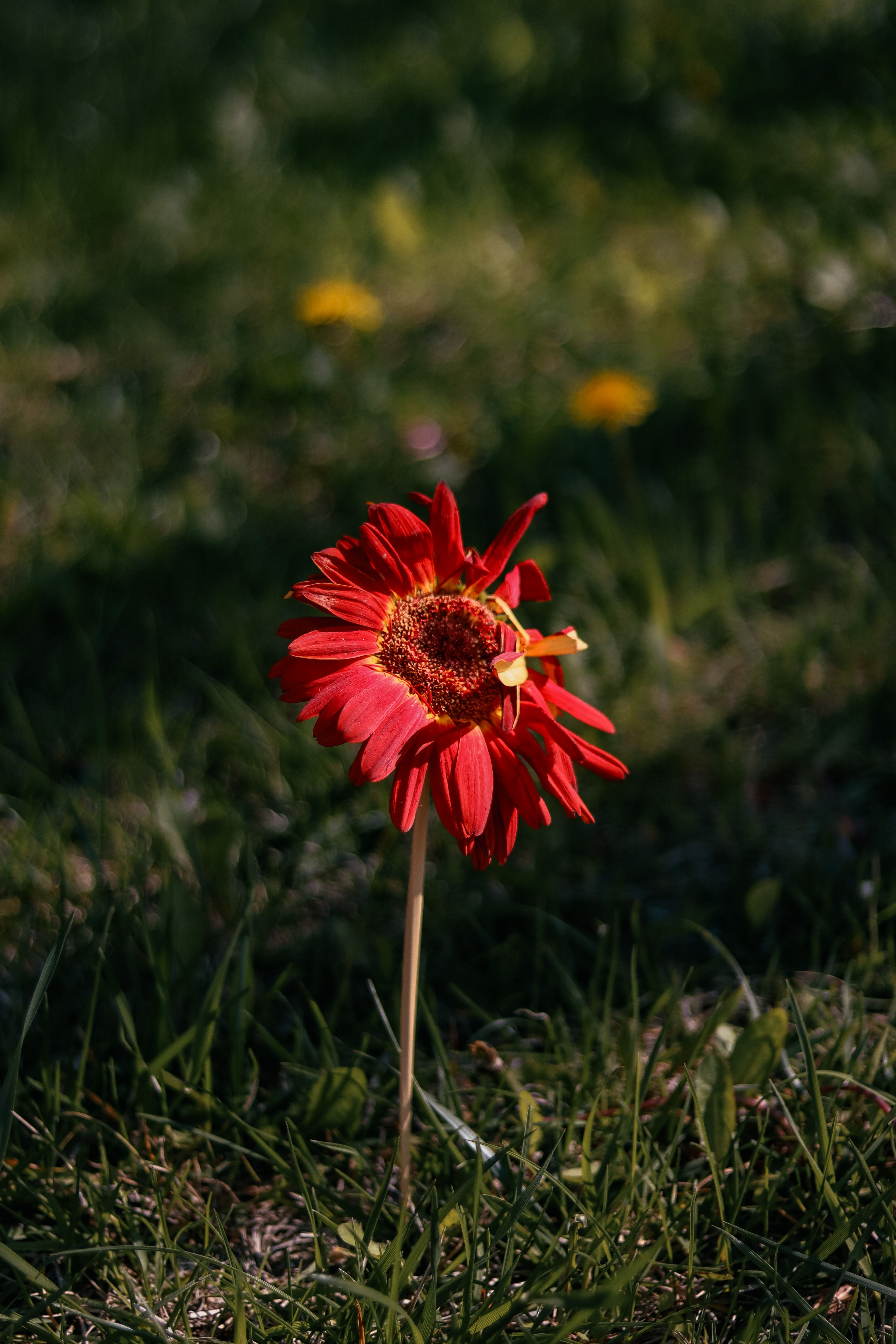 Red Flower on Ground · Free Stock Photo