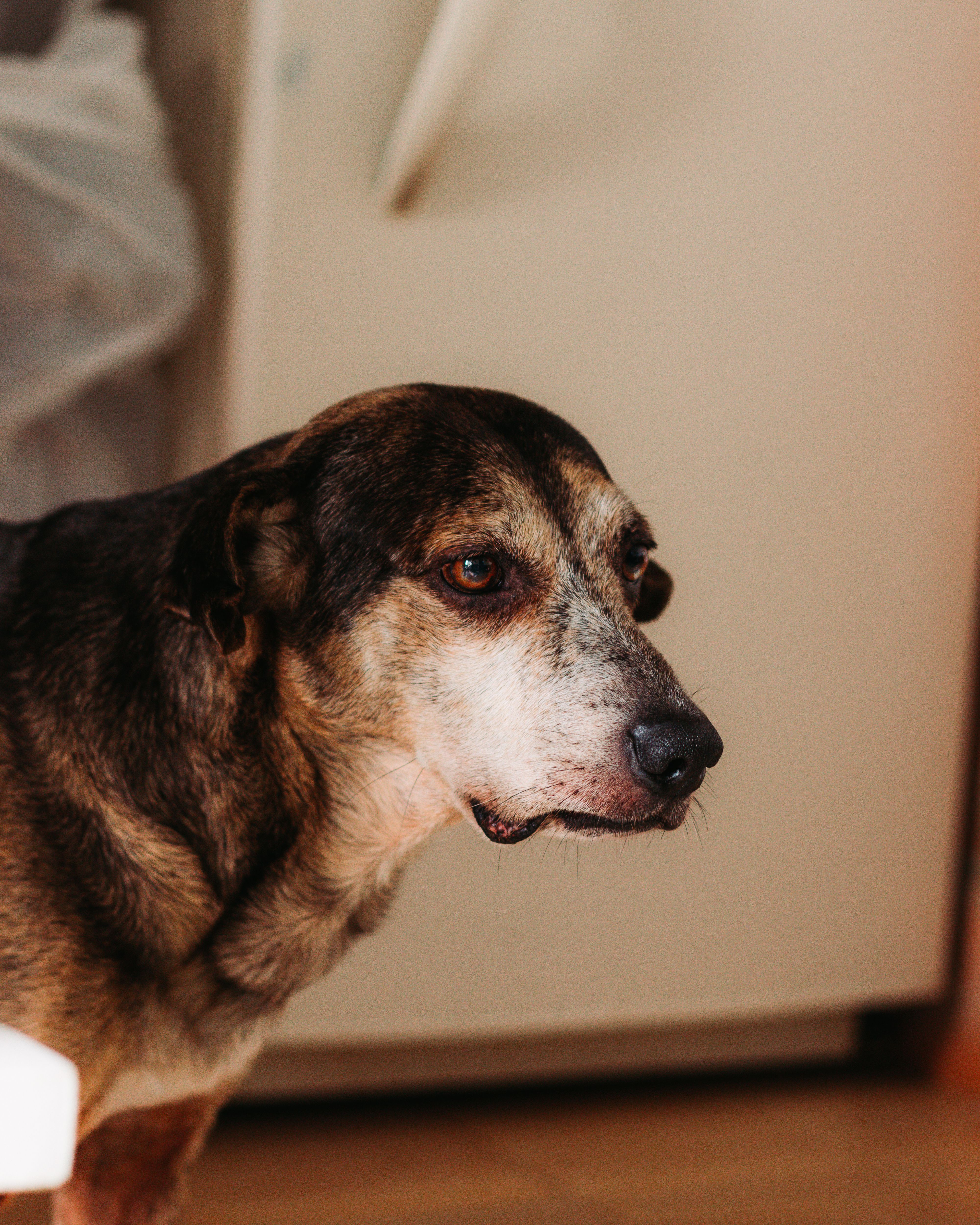 Cute Dog Indoors · Free Stock Photo