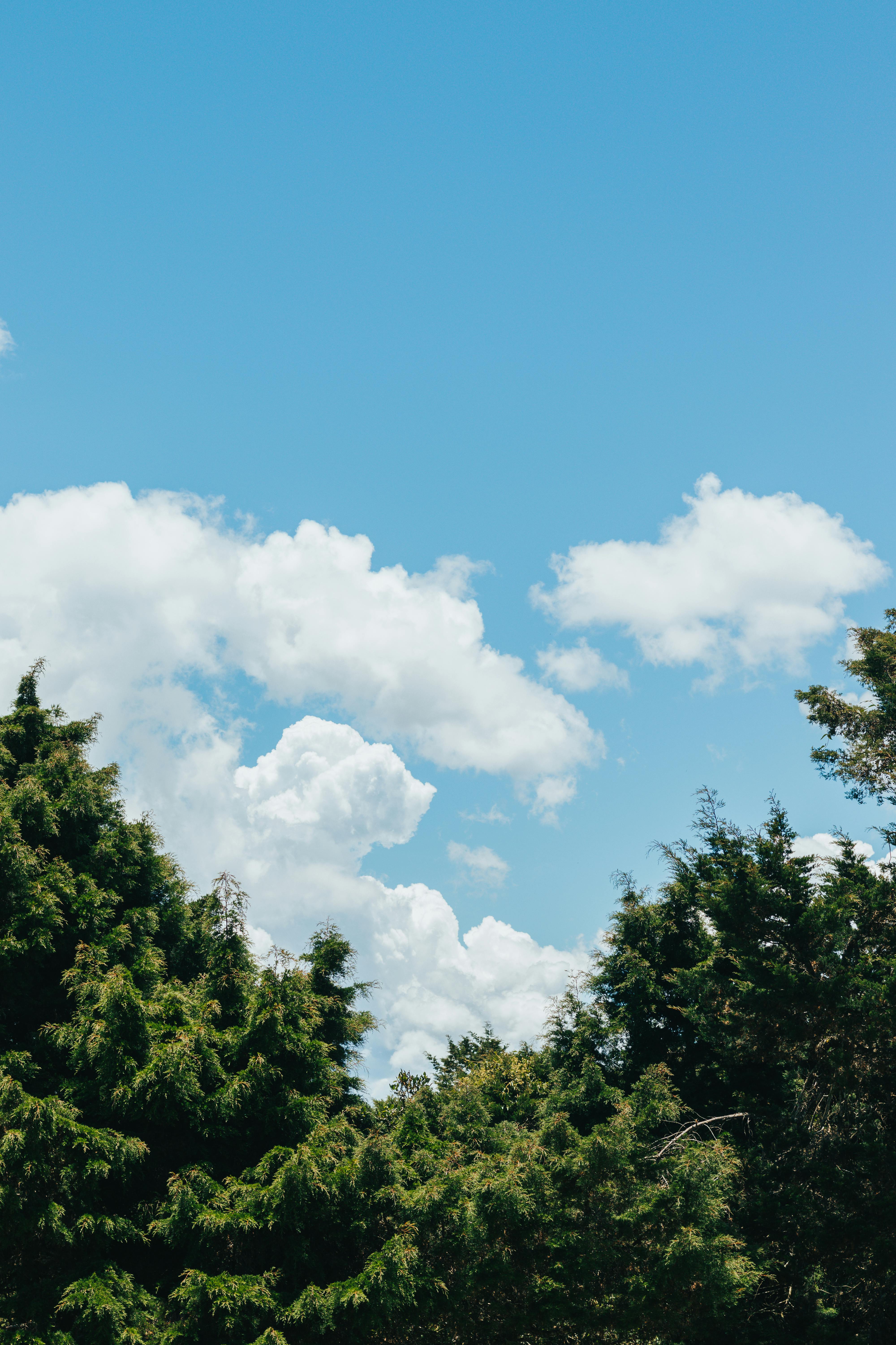 Treetops against the Sky · Free Stock Photo