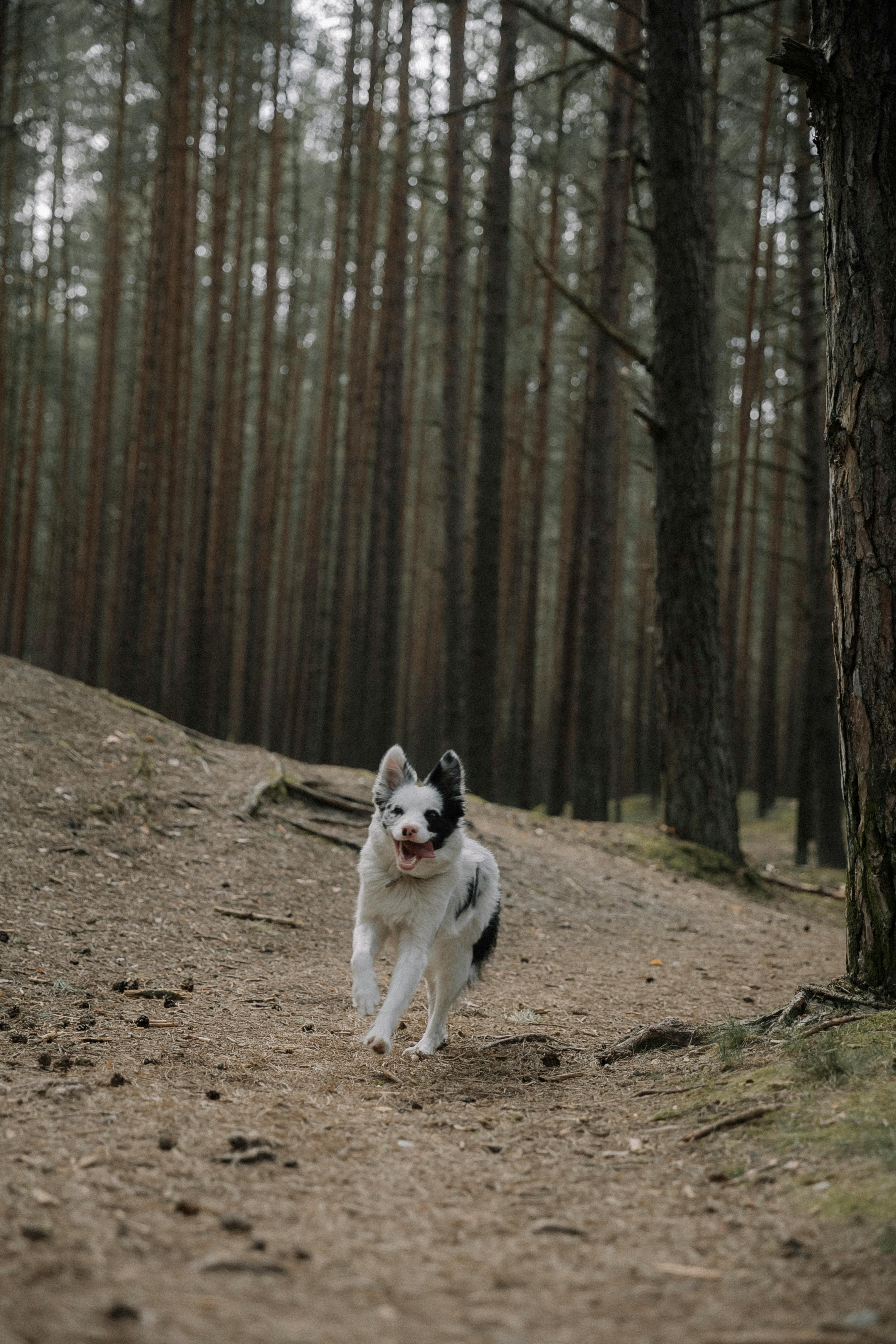 Dog Running in a Forest · Free Stock Photo