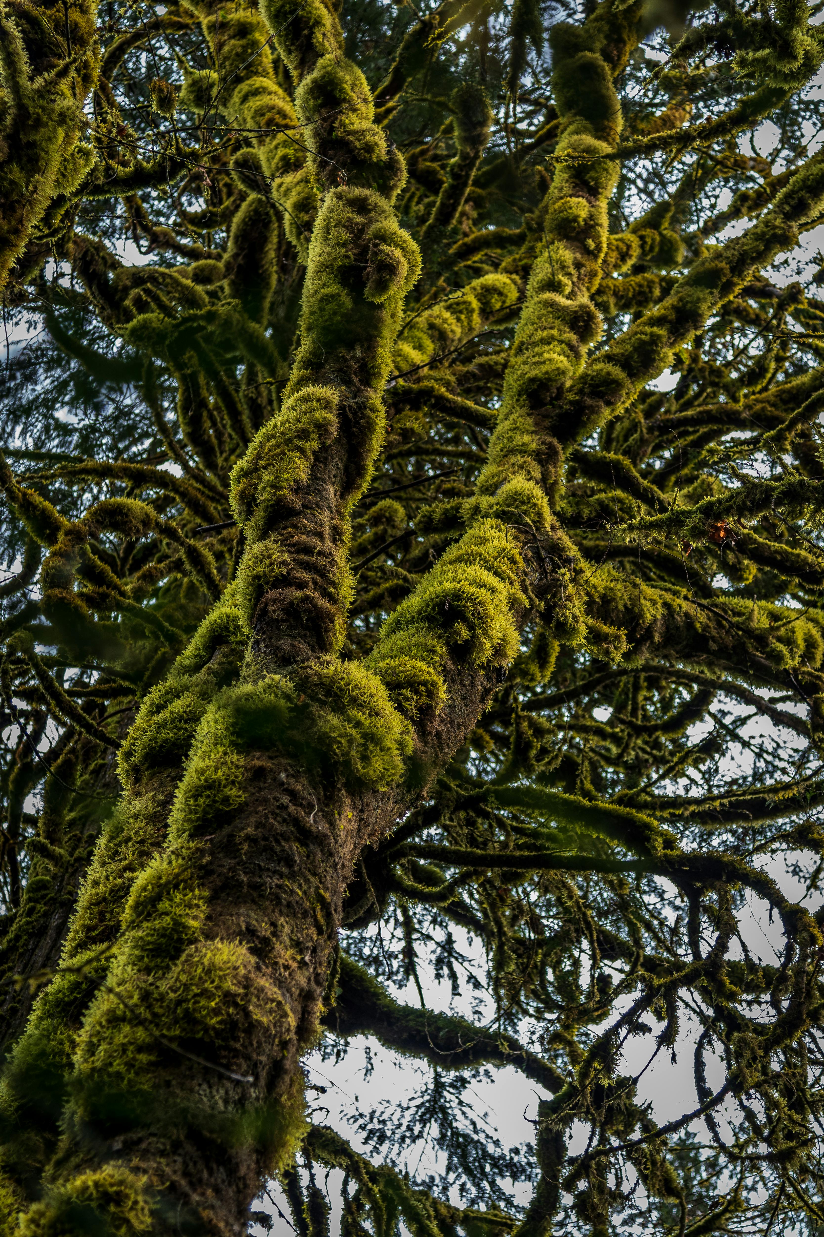 Close-up of a Tree Covered in Moss · Free Stock Photo