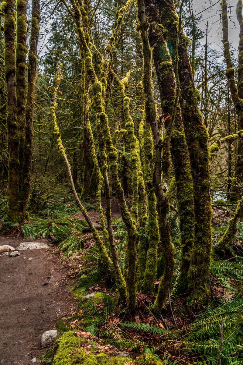 Magnuson Moss Photos, Download The BEST Free Magnuson Moss Stock Photos ...