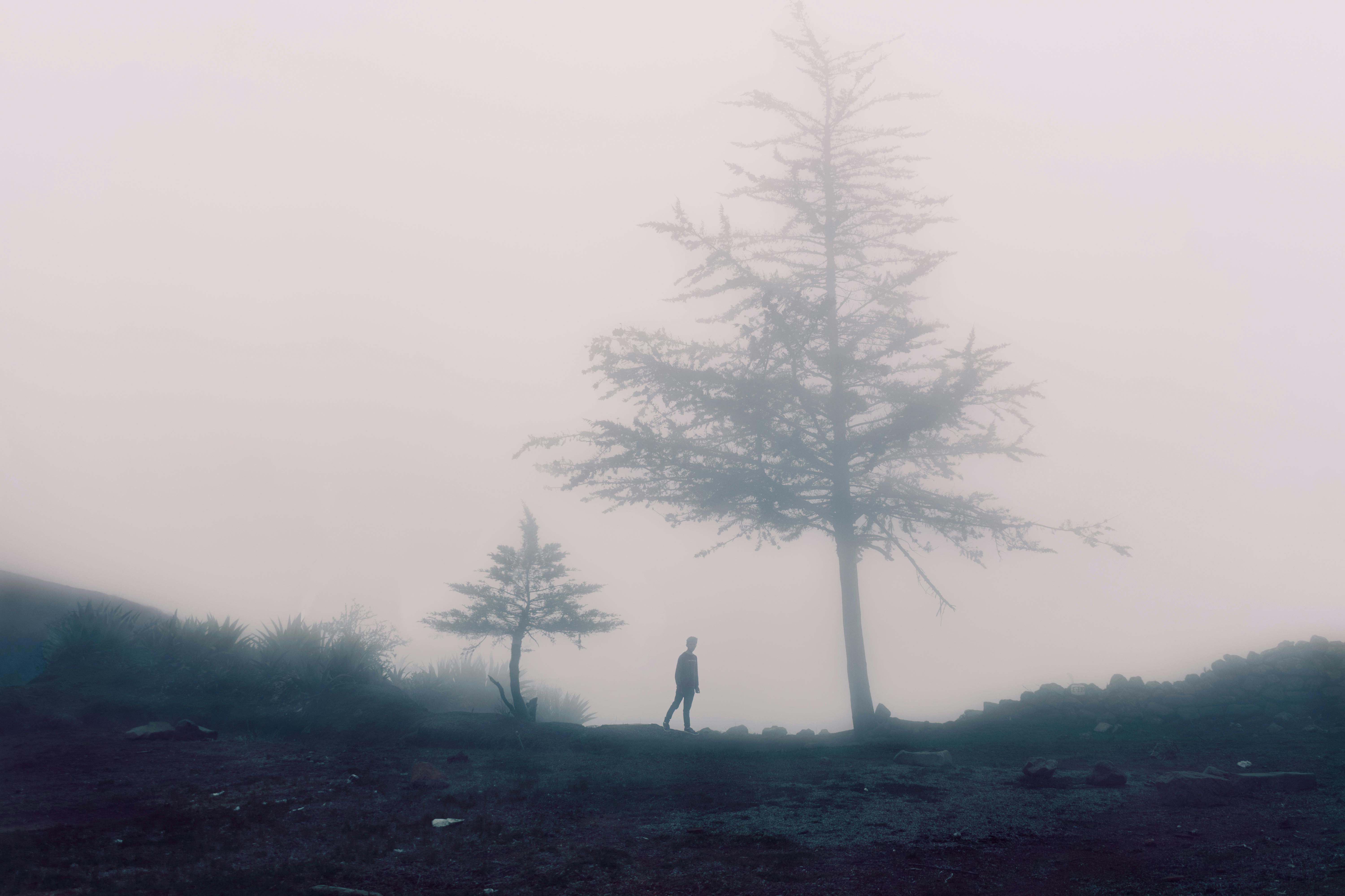 Person Standing near Trees under Fog · Free Stock Photo