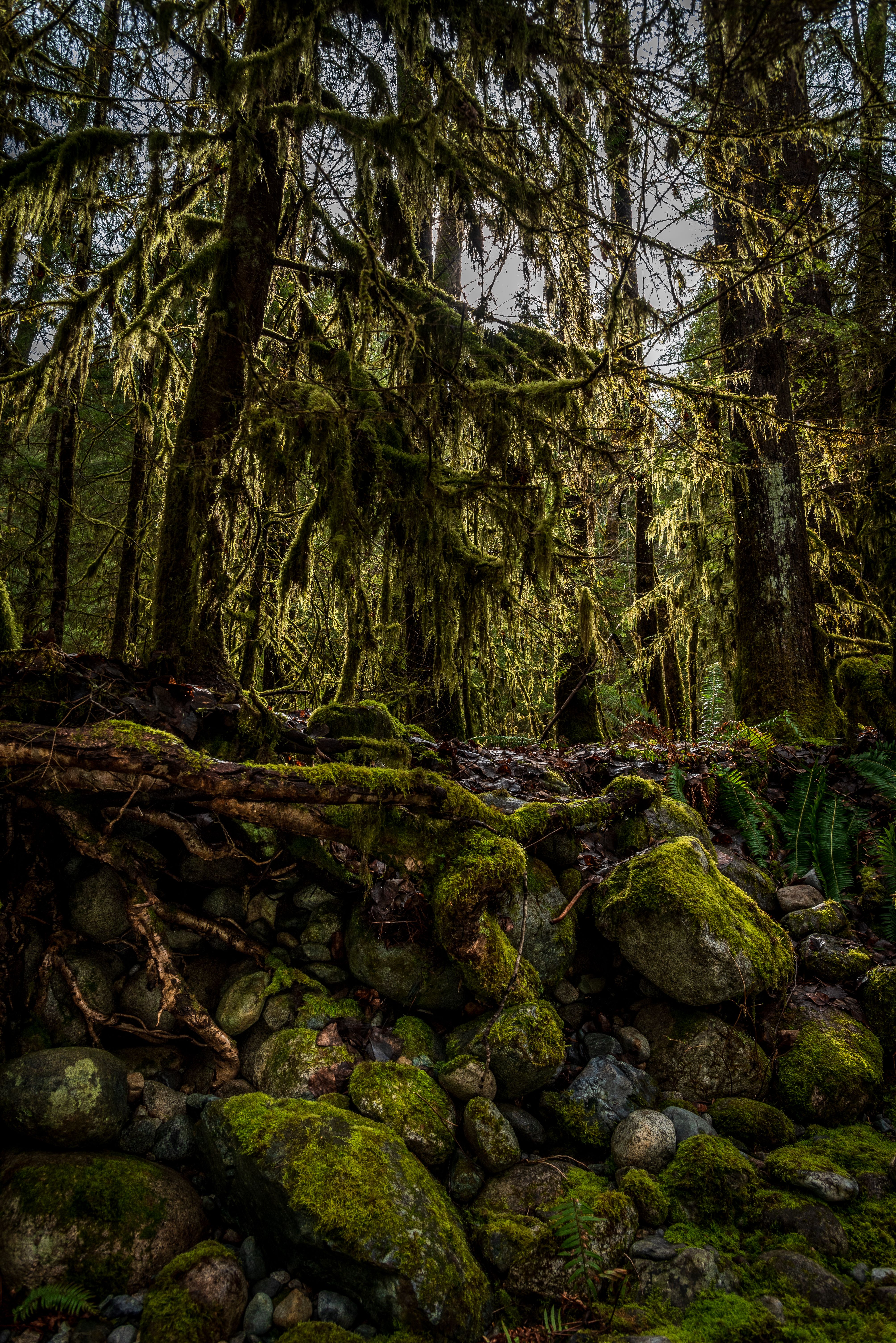 Dense Forest with Branches Covered in Moss · Free Stock Photo