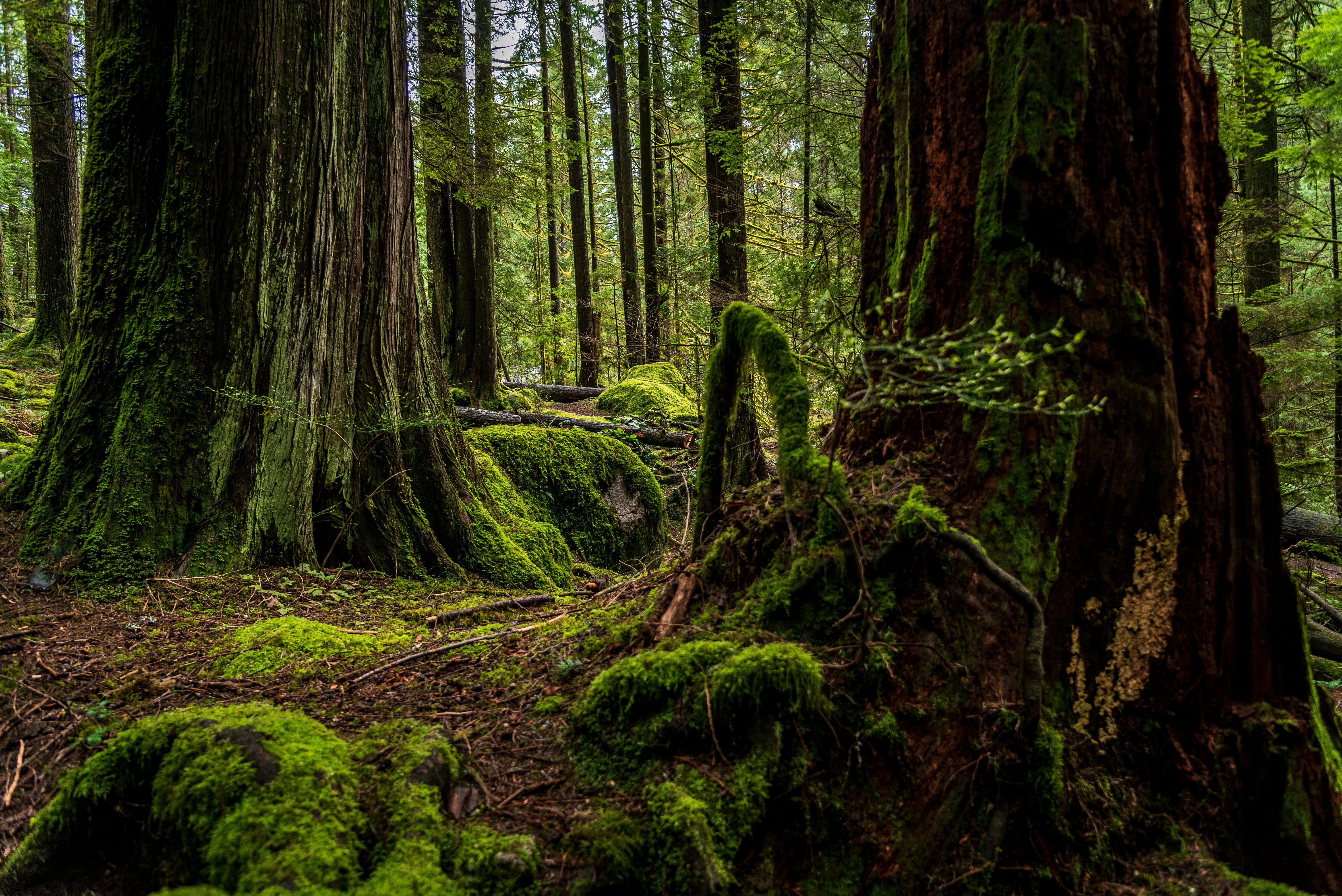 Bosques Cubiertos De Musgo · Foto de stock gratuita