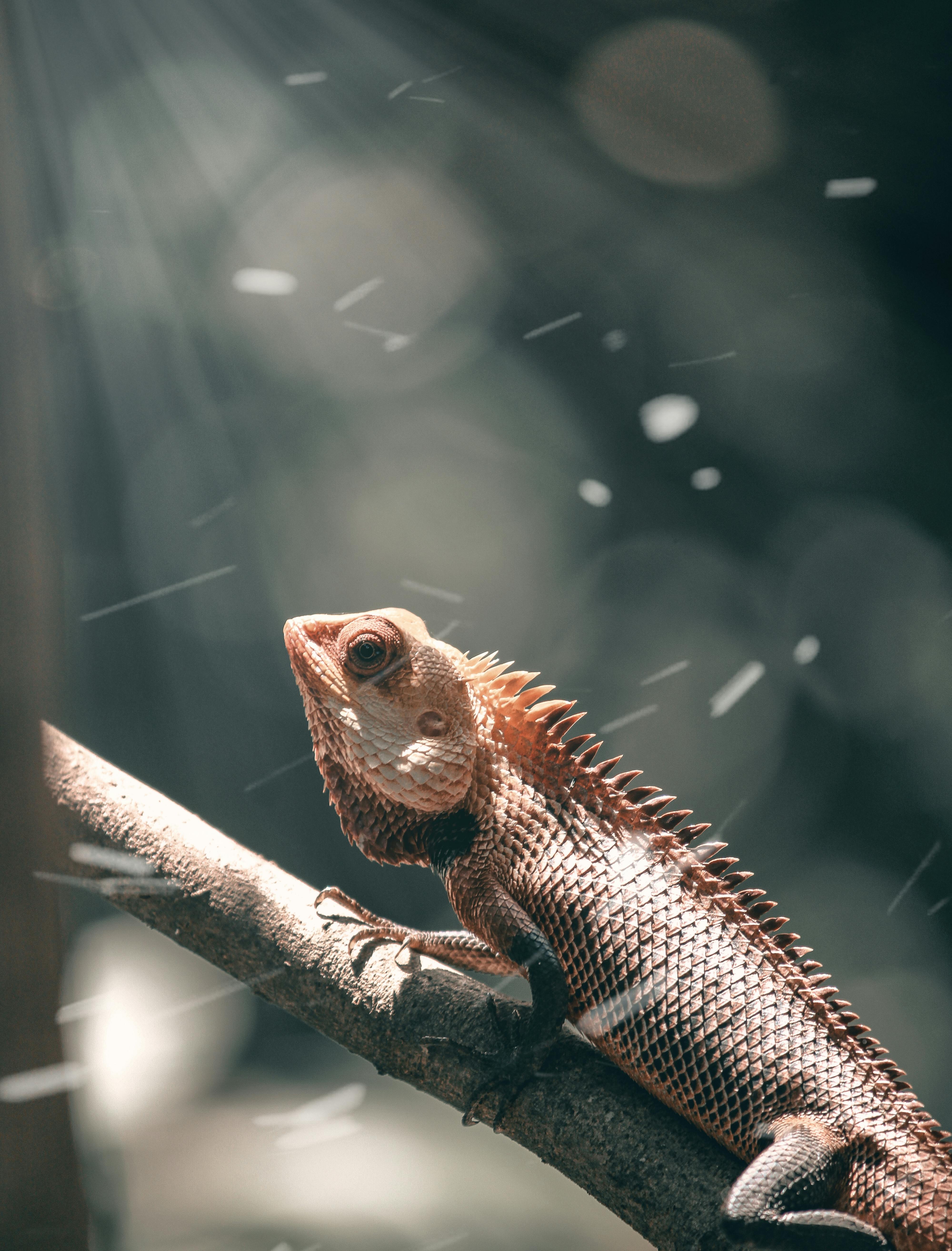 Macro Shot Photography of Chameleon · Free Stock Photo