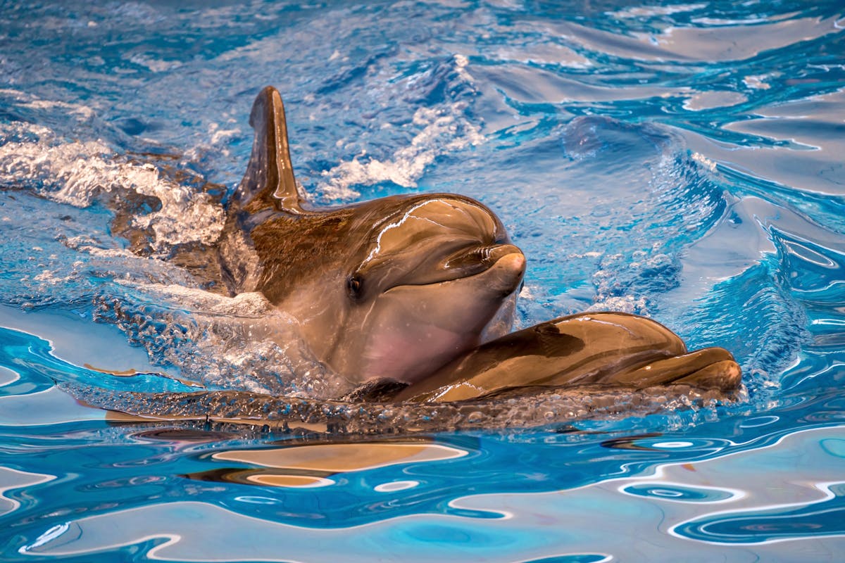 Cute Dolphins Photos, Download The BEST Free Cute Dolphins Stock Photos ...