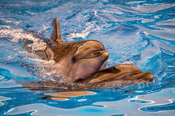 Cute Dolphins Photos, Download The BEST Free Cute Dolphins Stock Photos ...