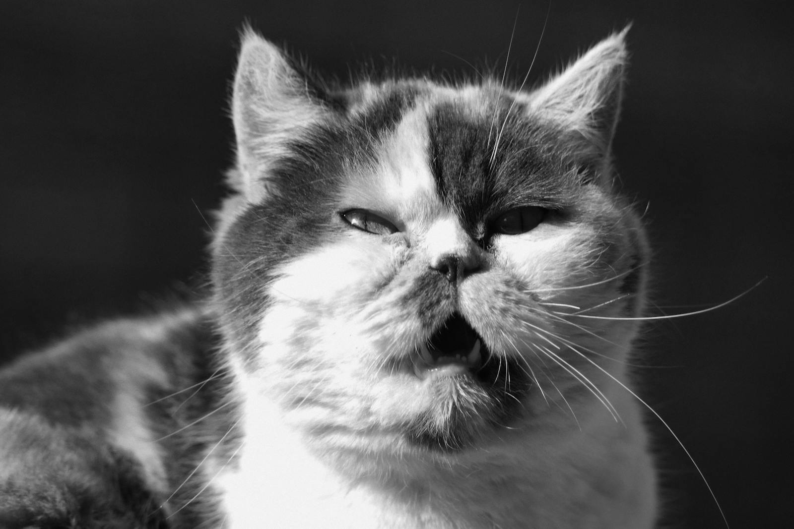 Cat Funny Face Photos, Download The BEST Free Cat Funny Face Stock ...