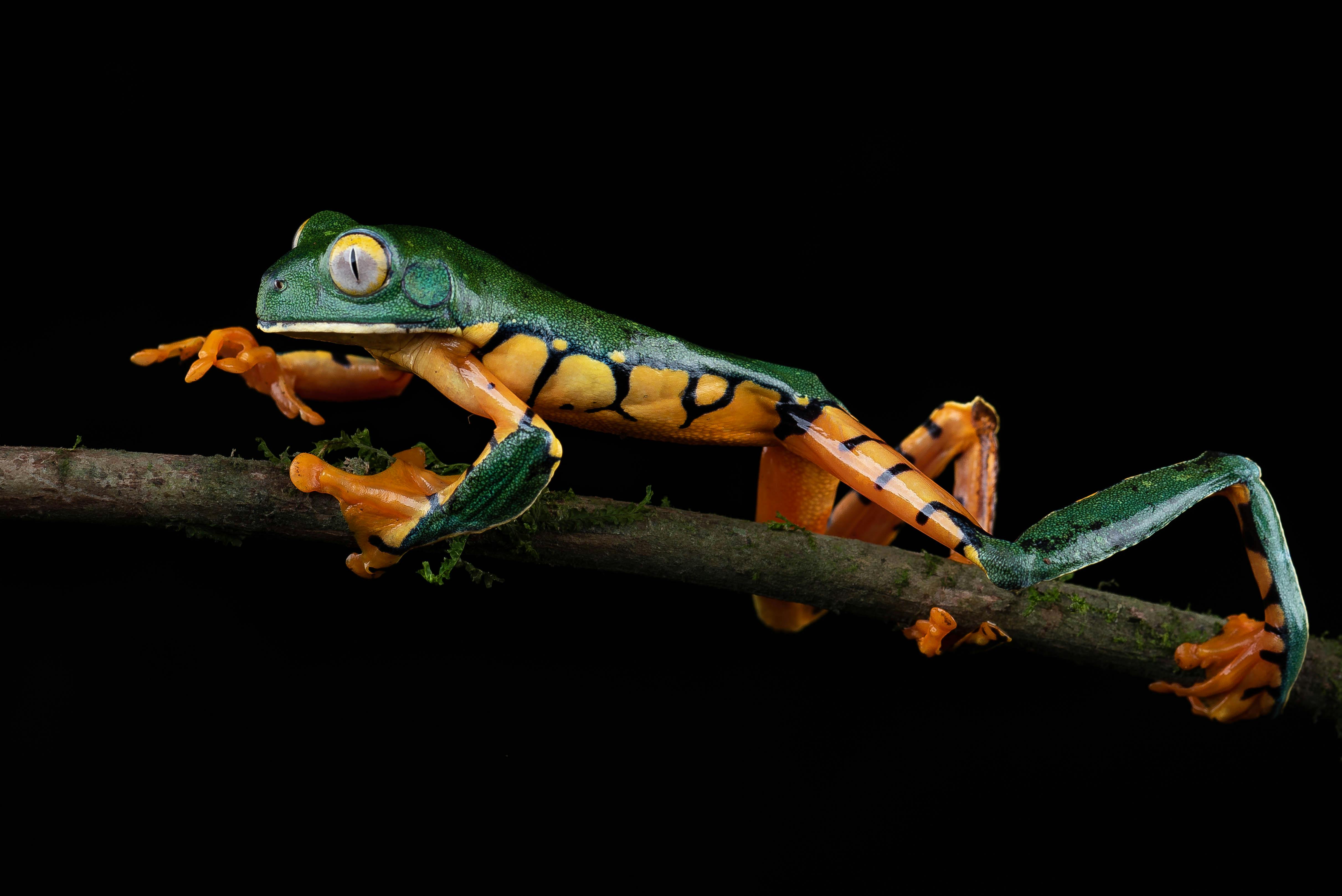 Tree Frog Photos, Download The BEST Free Tree Frog Stock Photos & HD Images