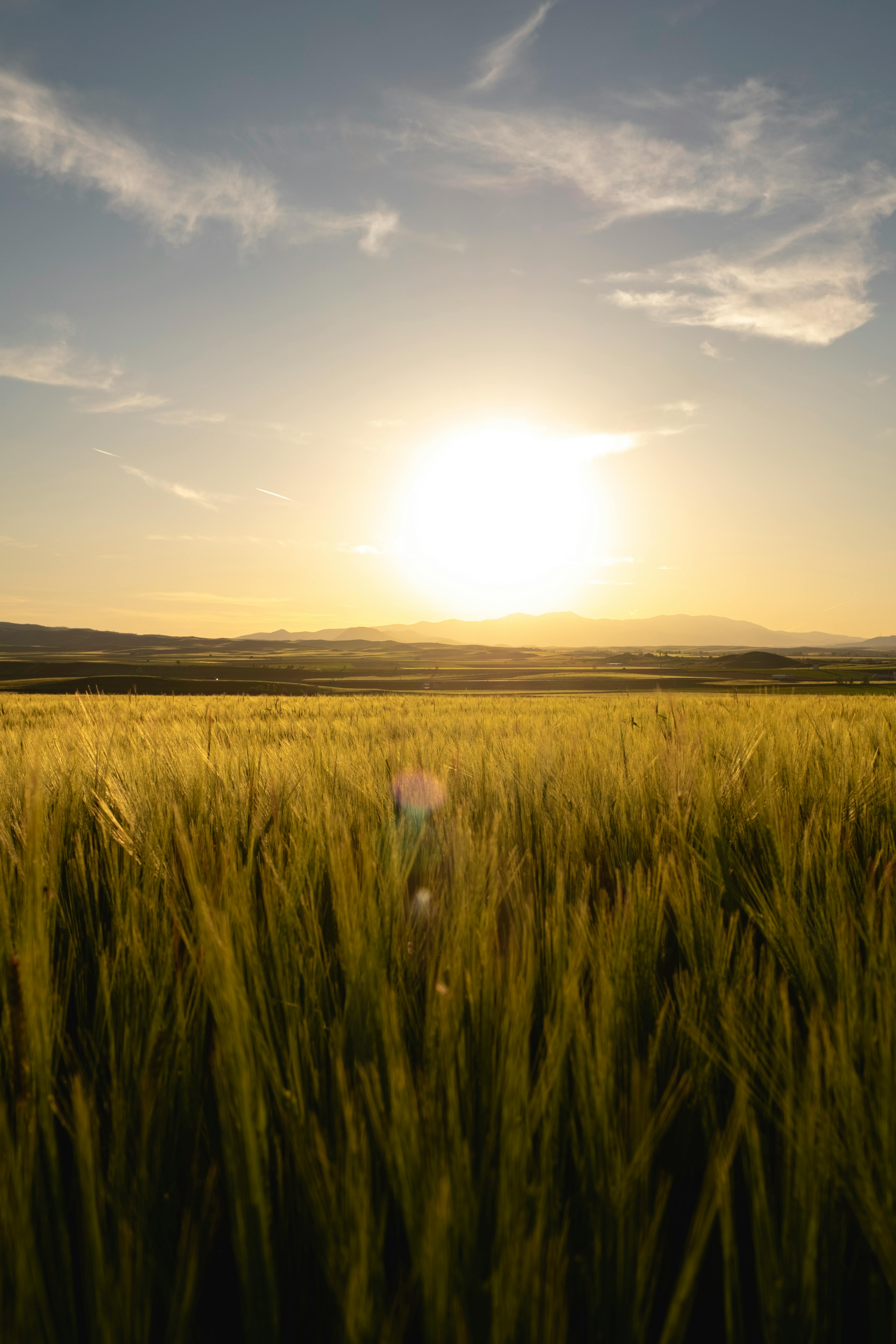 Wheat 4k Photos, Download The BEST Free Wheat 4k Stock Photos & HD Images
