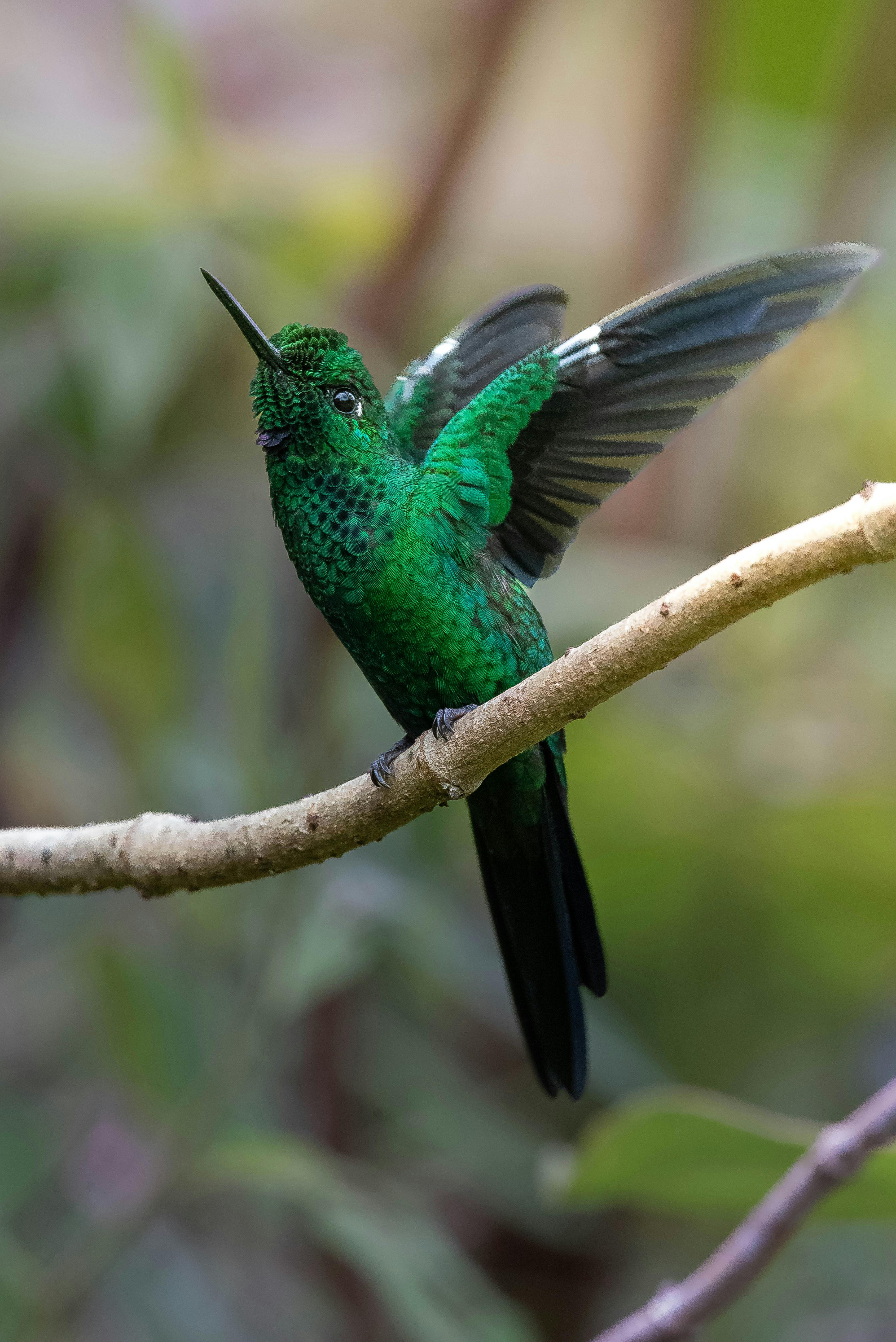 Stripe-tailed Hummingbird on a Tree Branch · Free Stock Photo