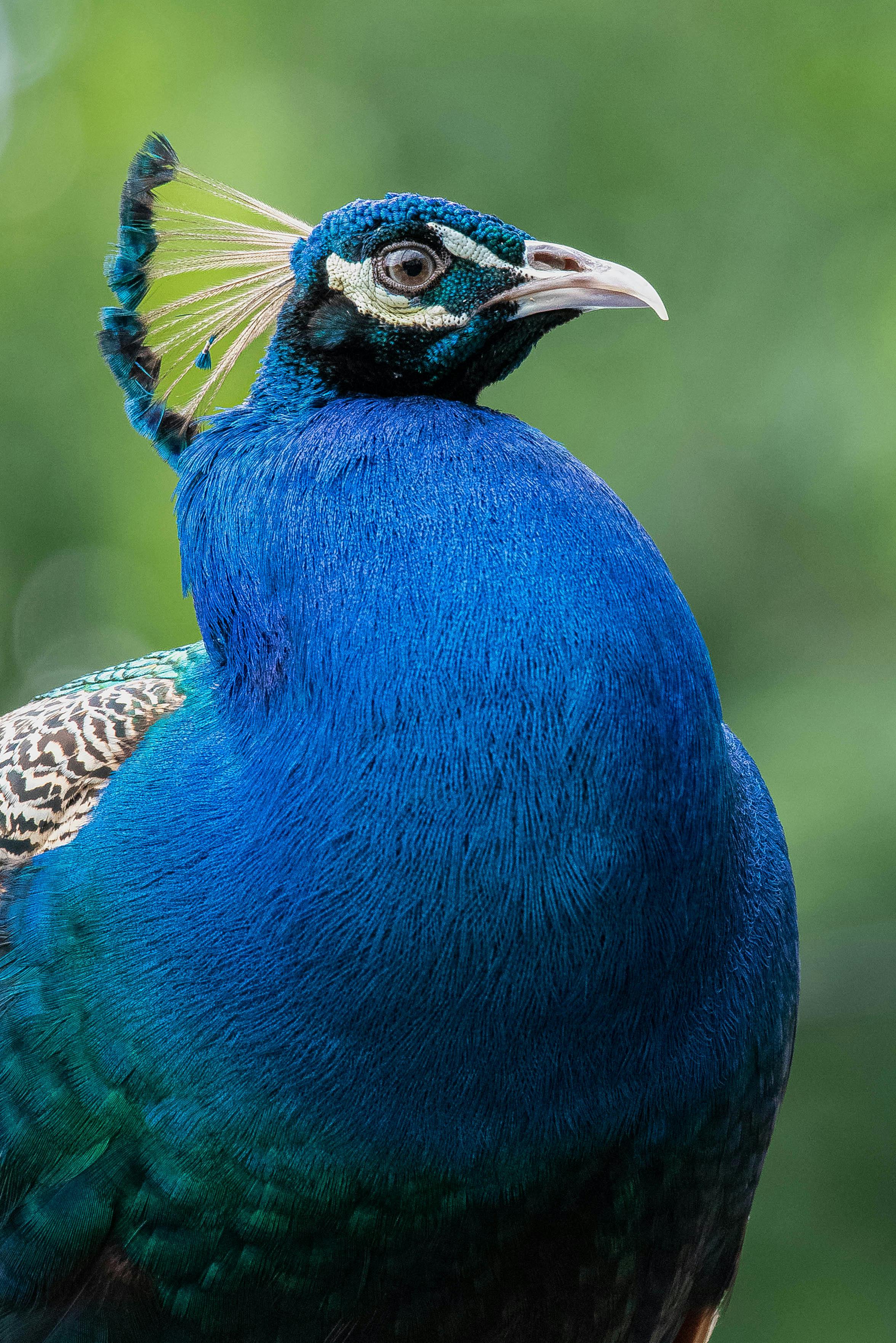 Close-up Photography of Blue Peafowl · Free Stock Photo