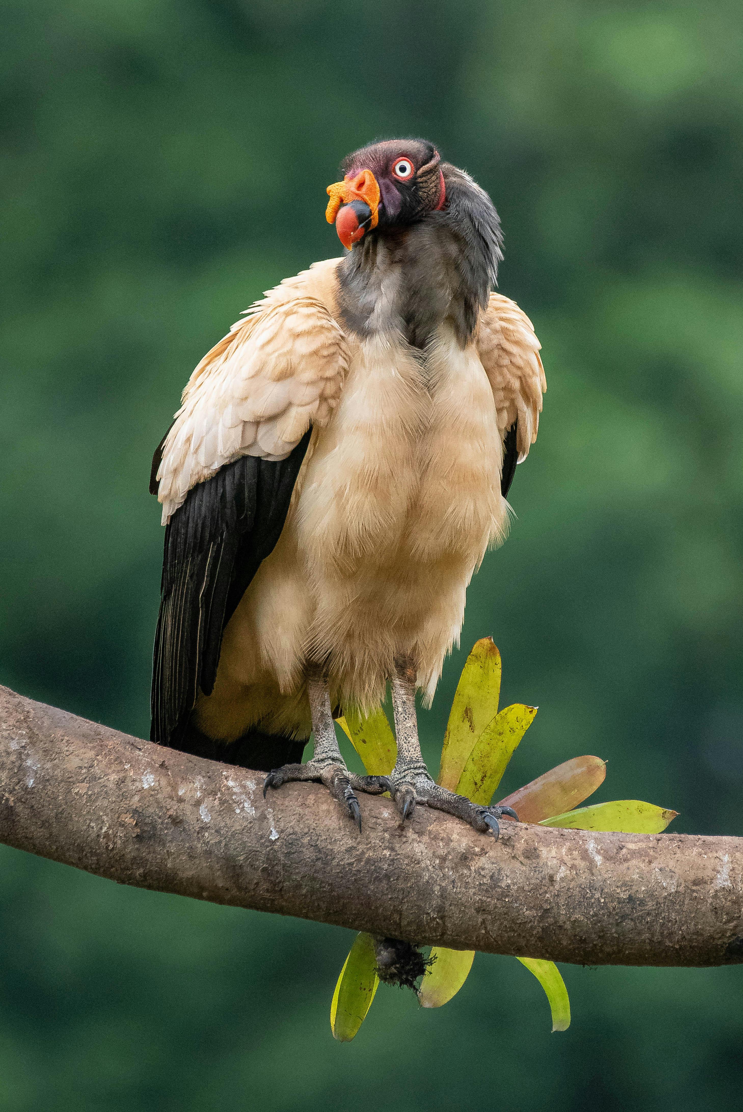 King Vulture Perching on Branch · Free Stock Photo
