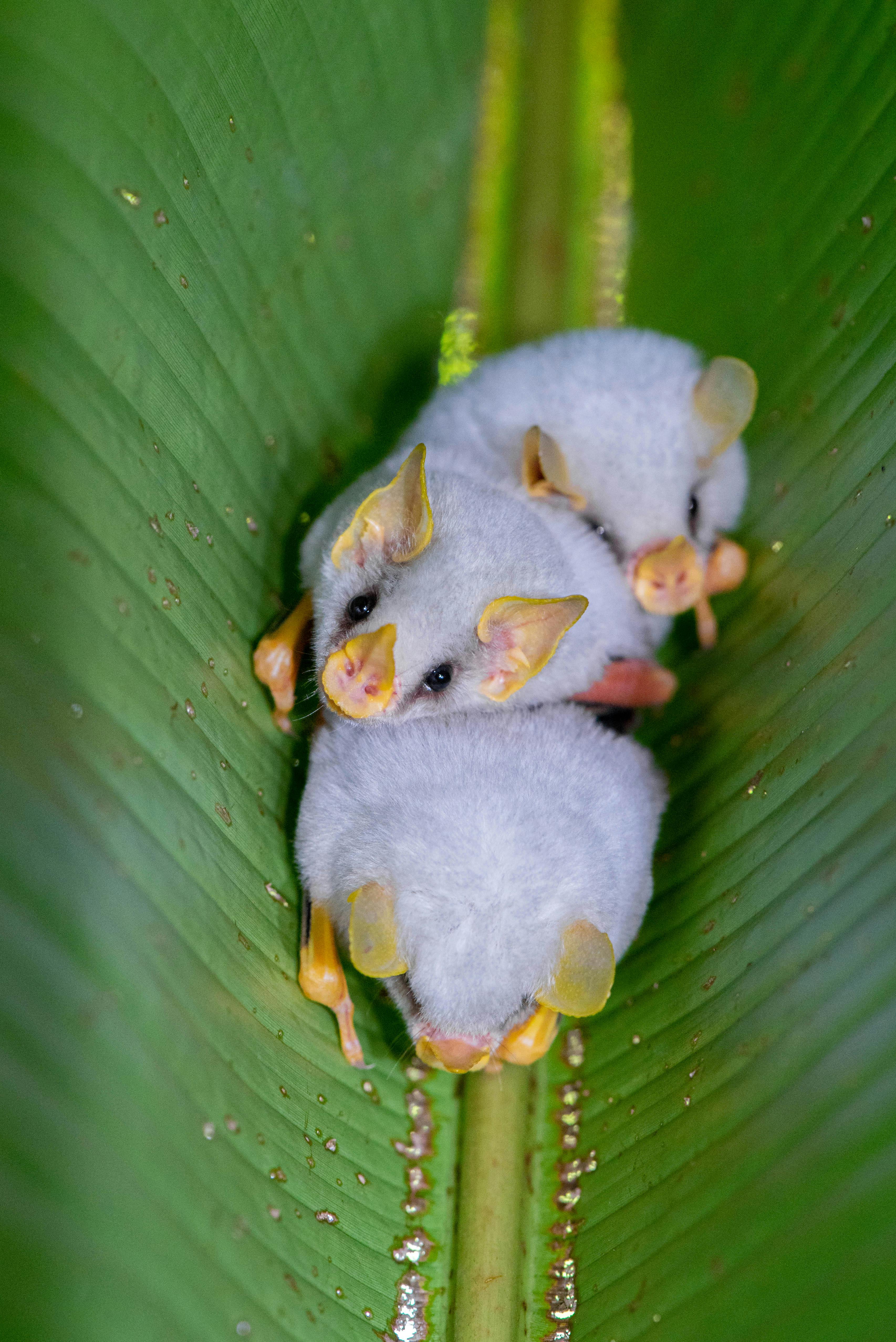Bat Pups on Leaf · Free Stock Photo