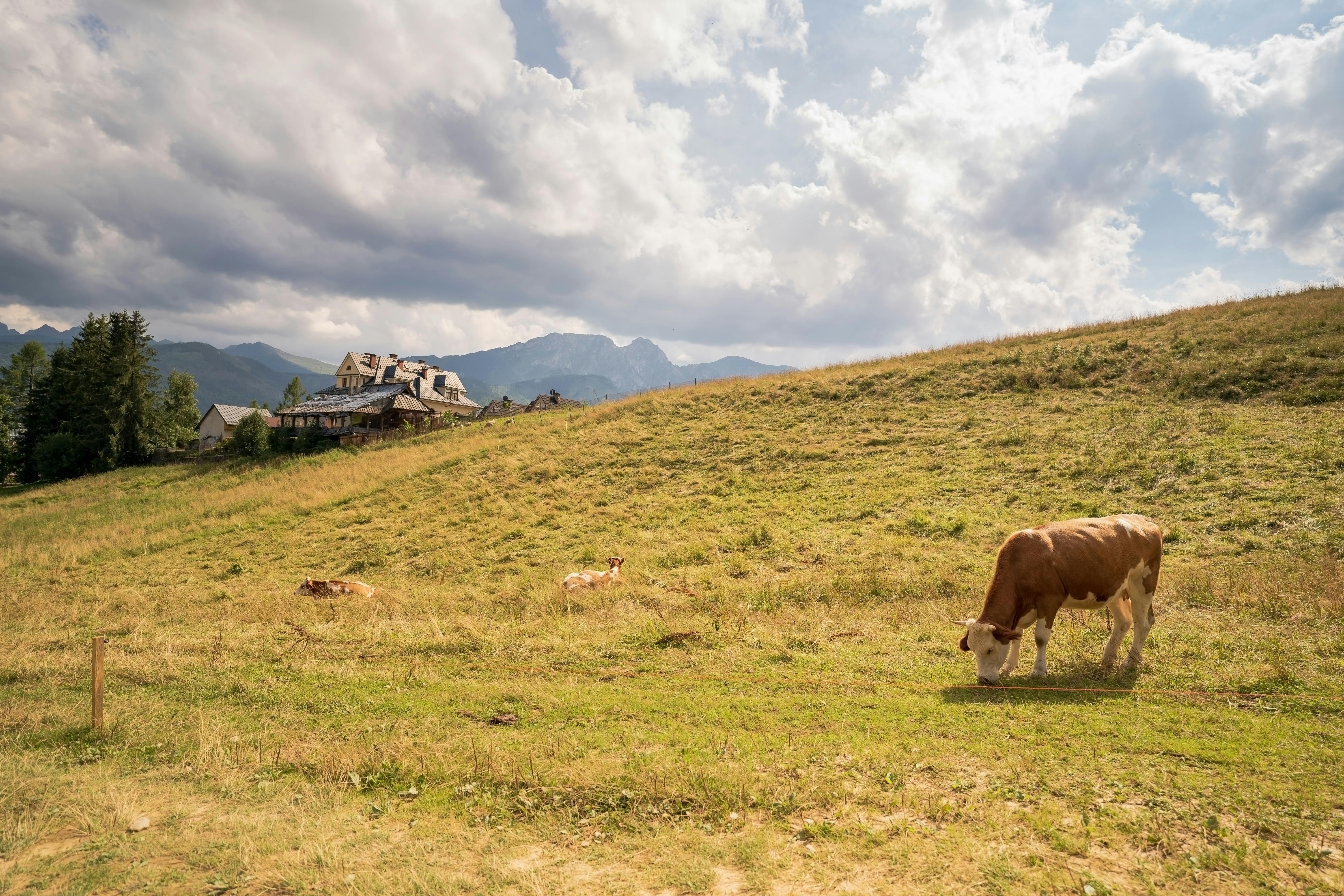 A Cow on a Pasture in Mountains · Free Stock Photo